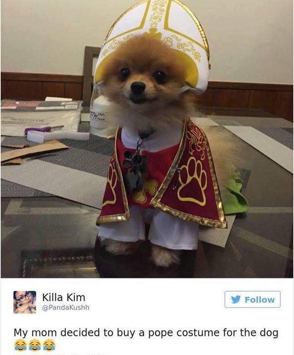 Pupper Emeritus IV | Scrolller