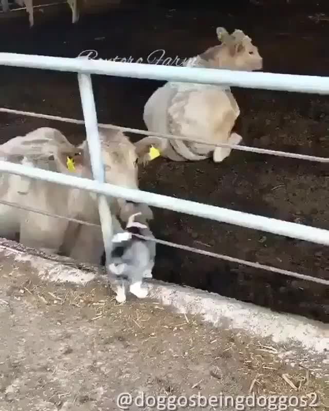 Pupper meets grass doggo | Scrolller