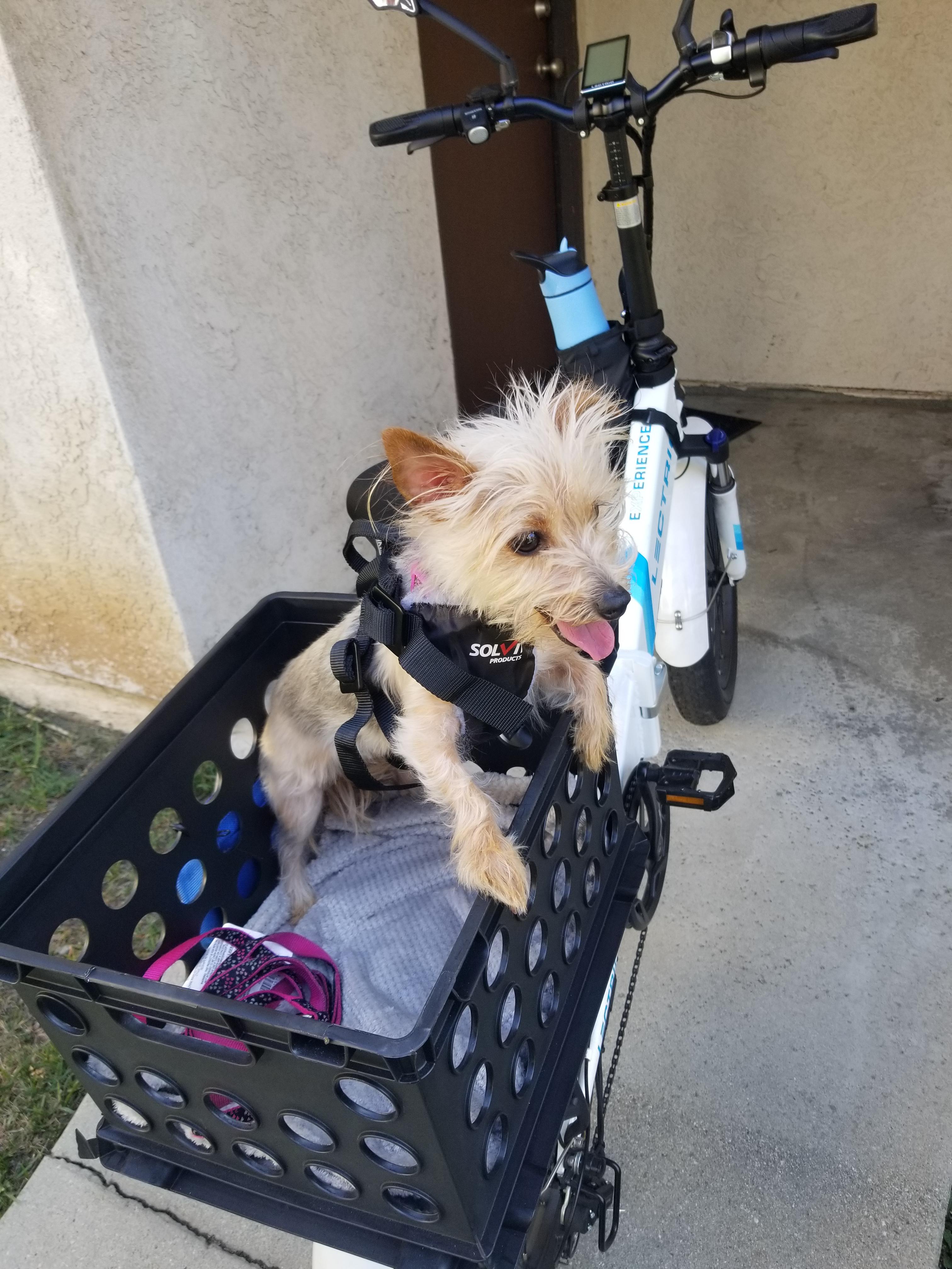 Pupper's first bike ride | Scrolller