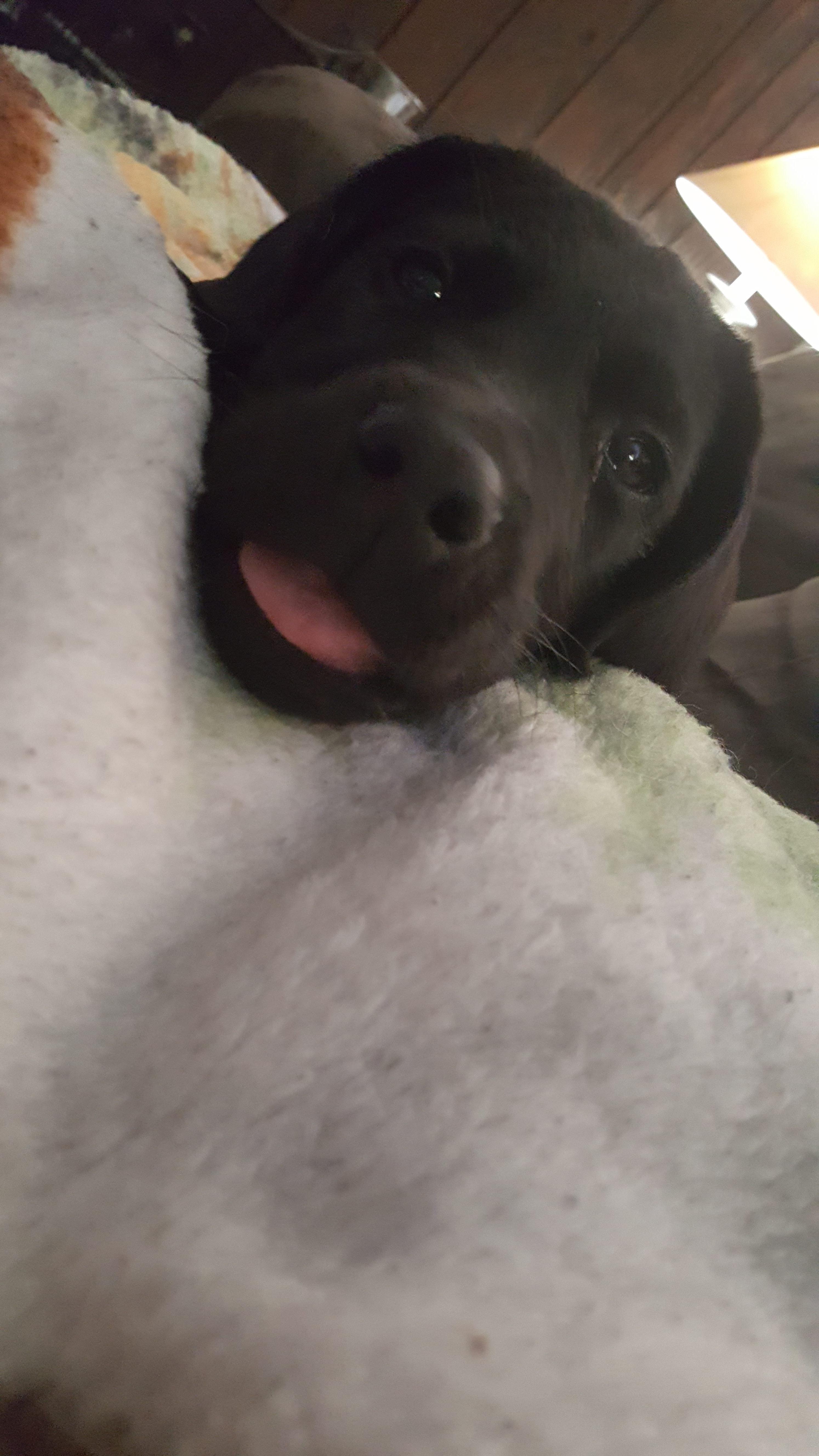 Puppy blop | Scrolller