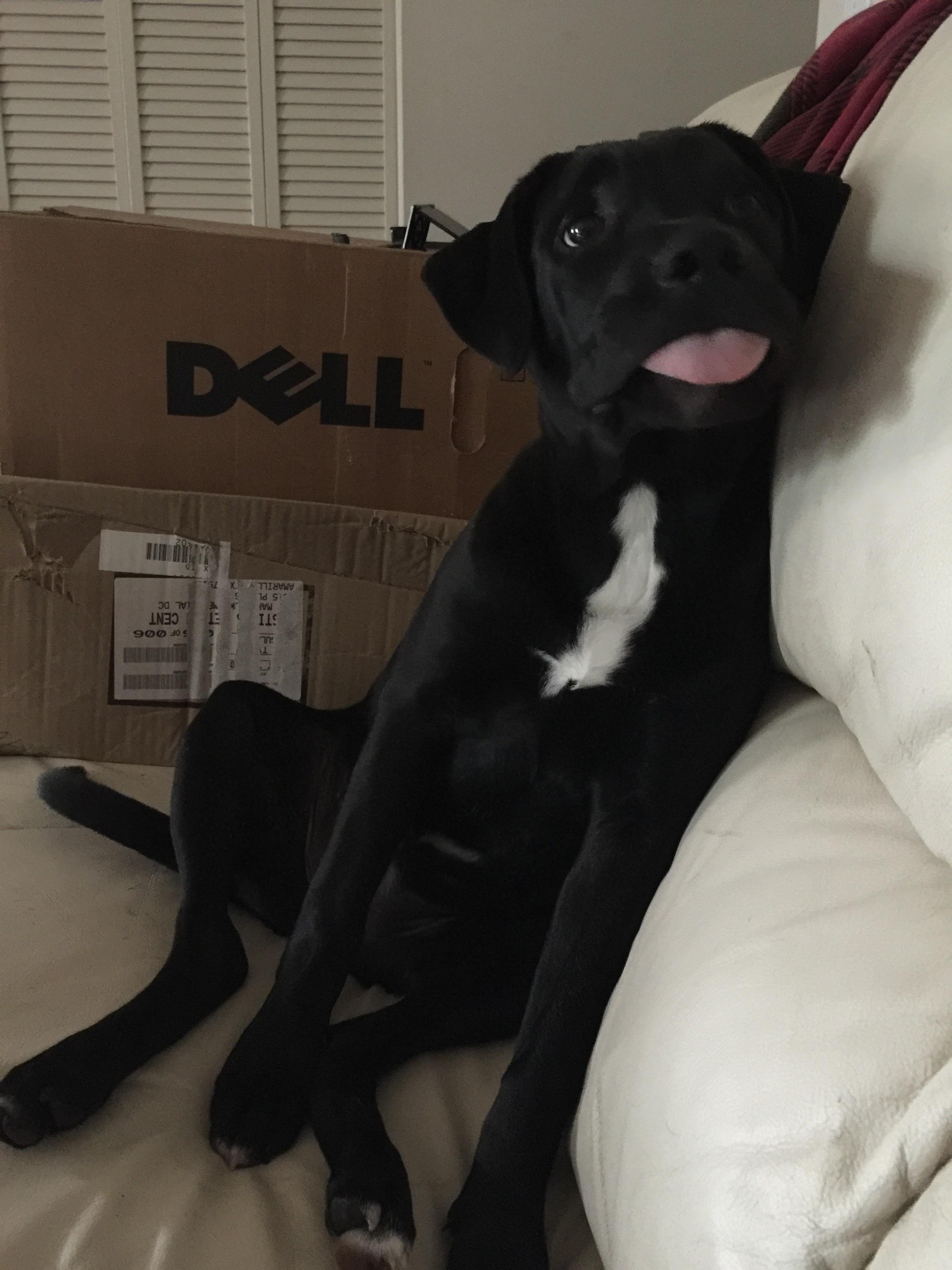 puppy blop | Scrolller