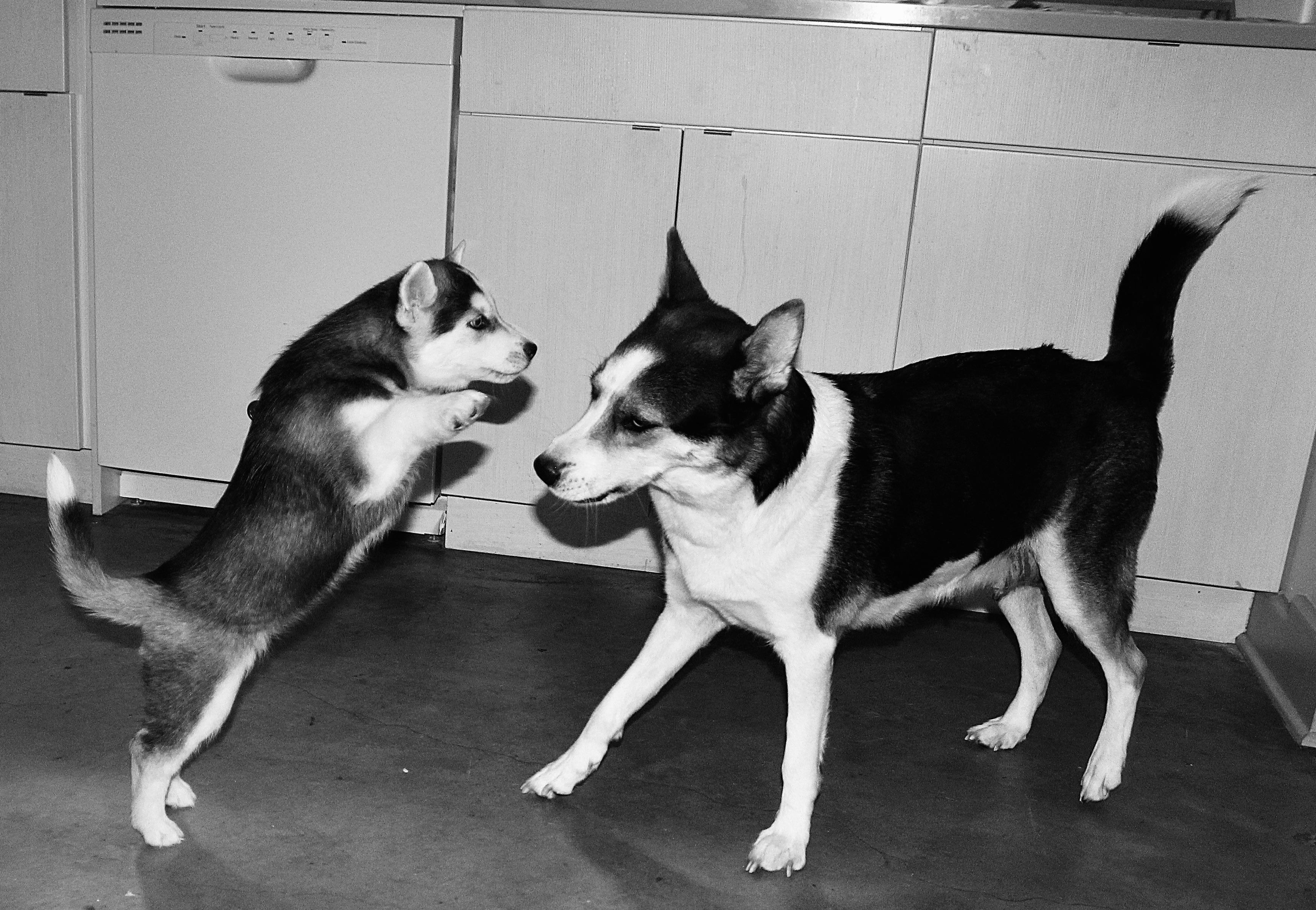 Puppy/Mama Smackdown | Scrolller