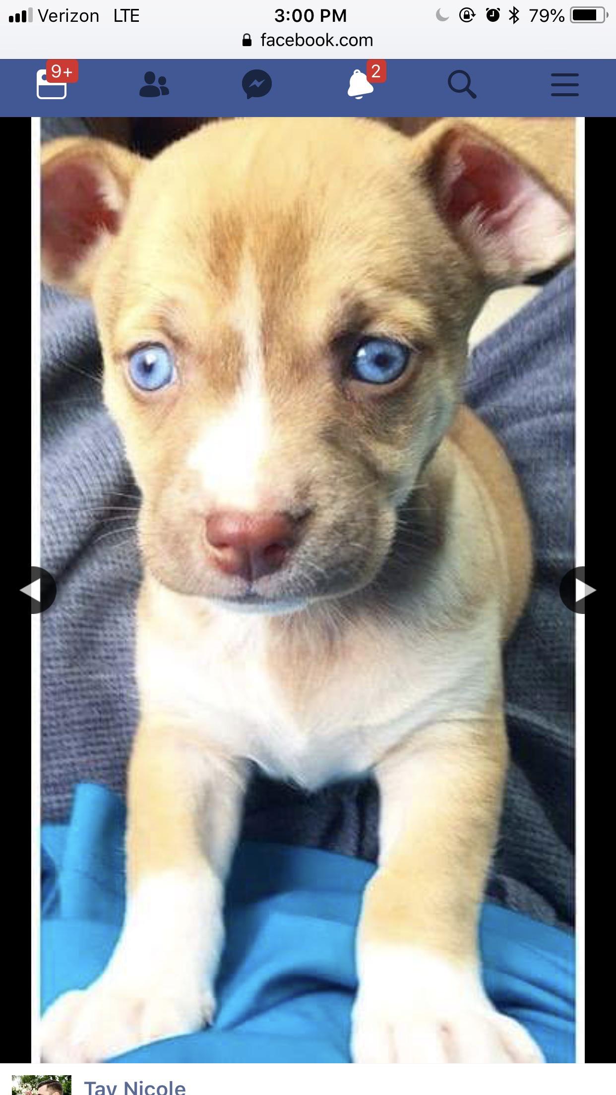 Puppy Rey | Scrolller