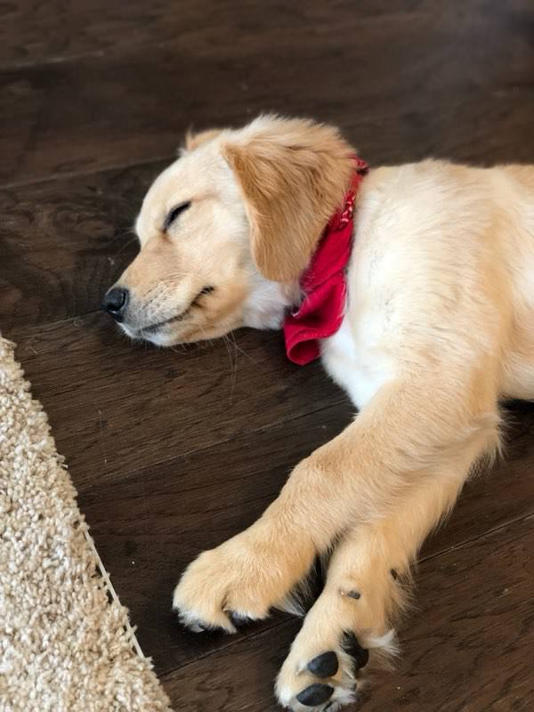 Puppy snoozles | Scrolller