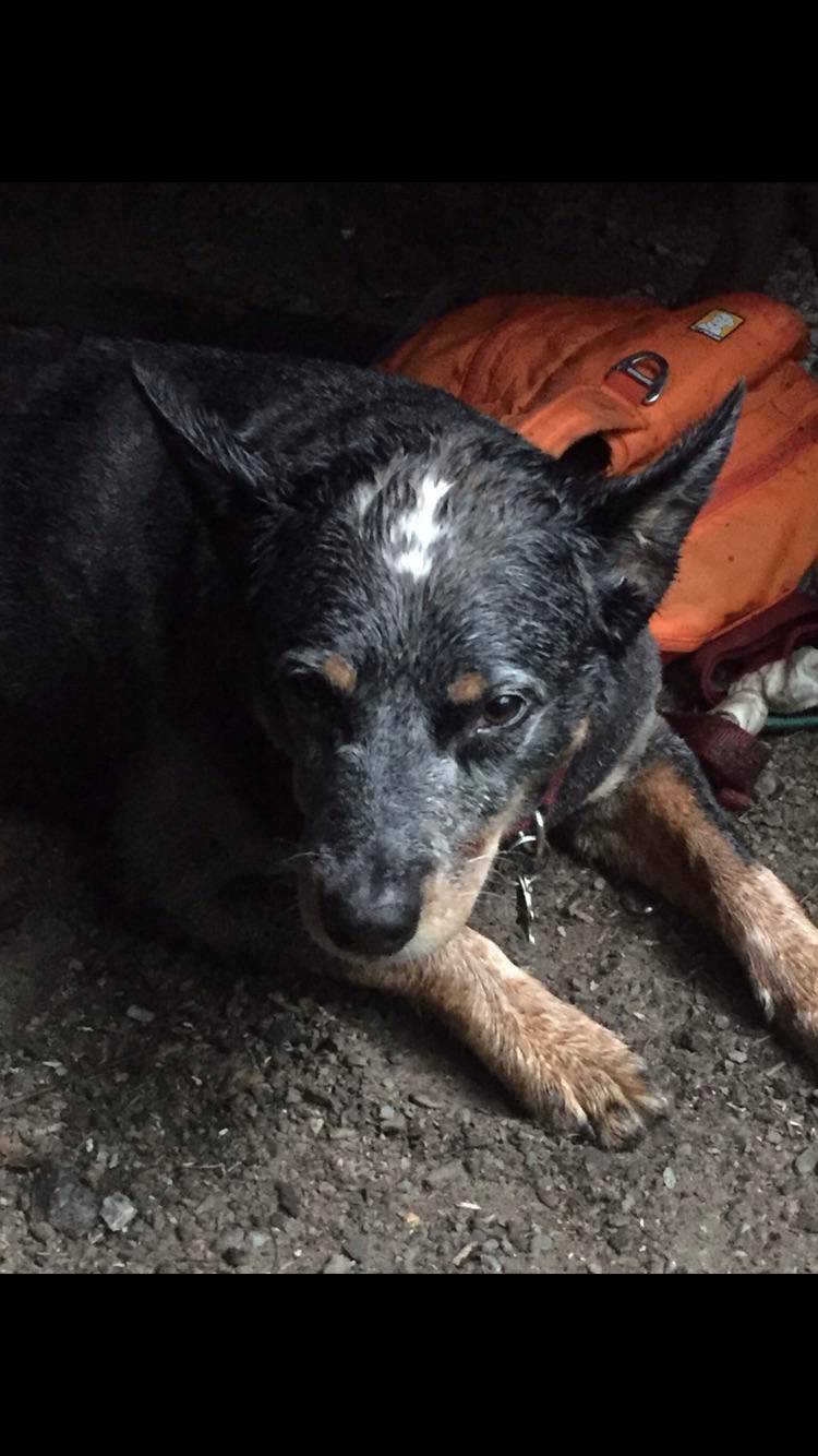 Pure Grit | Scrolller