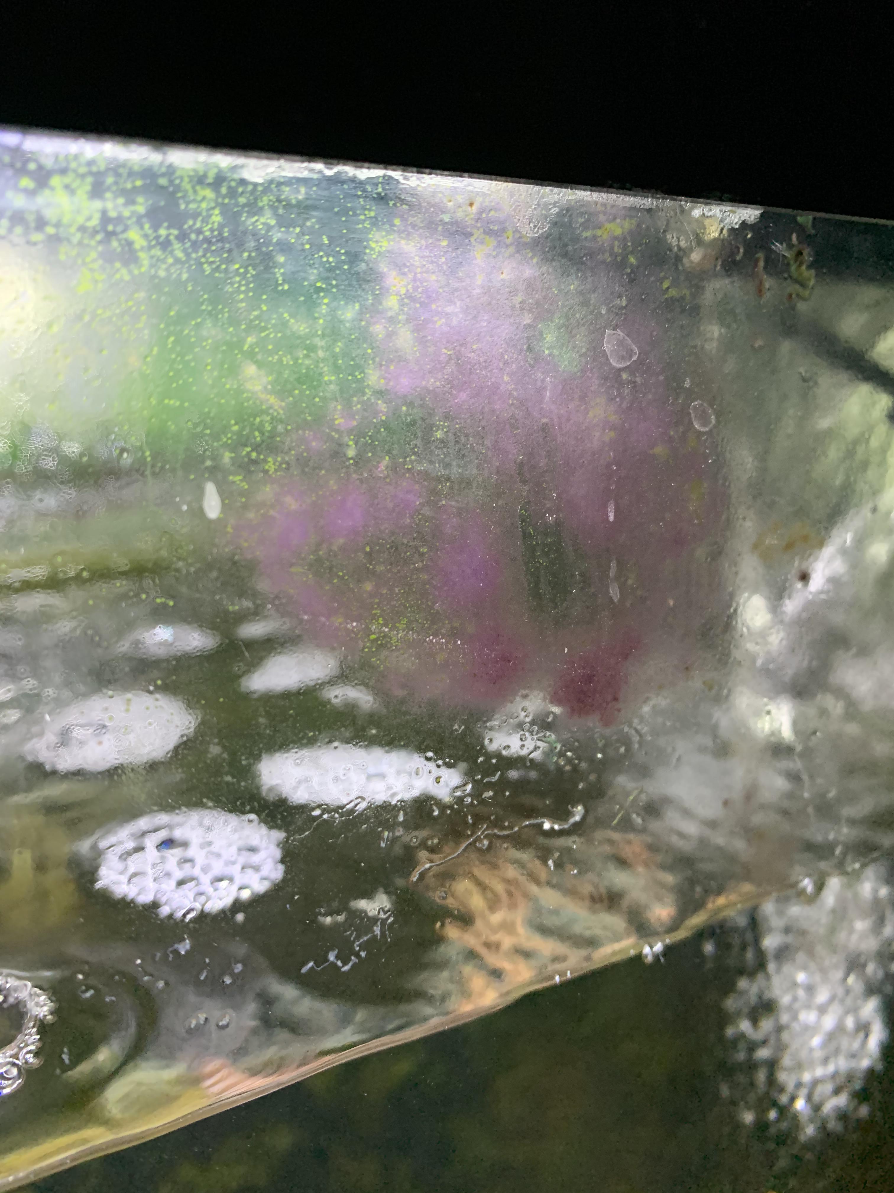 Purple algae: good or bad? | Scrolller