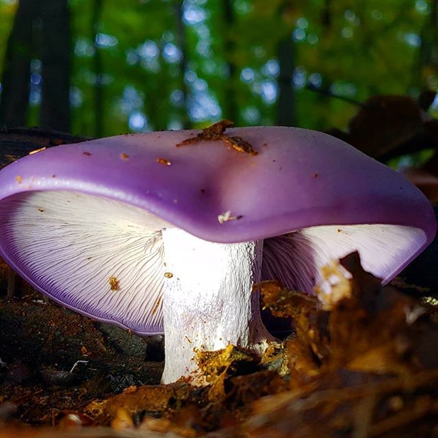 Discover more like MushroomPorn: Purple mushroom and Related Content | Scrolller