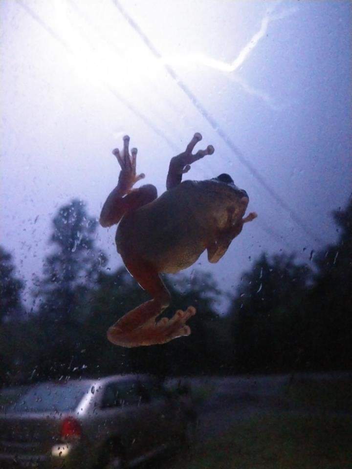 Purposely planned lightning catch behind frog on my window, 200 pics ...