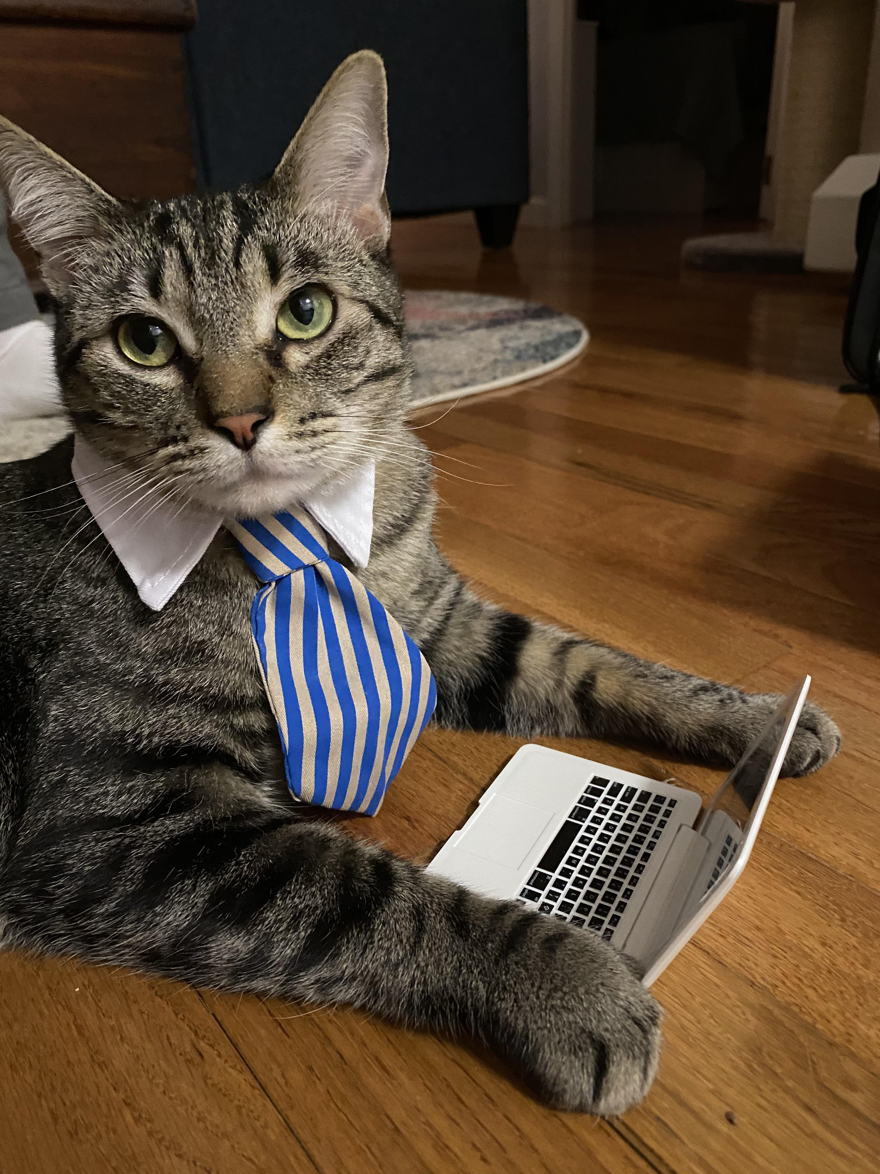 Purr My Last Email Scrolller