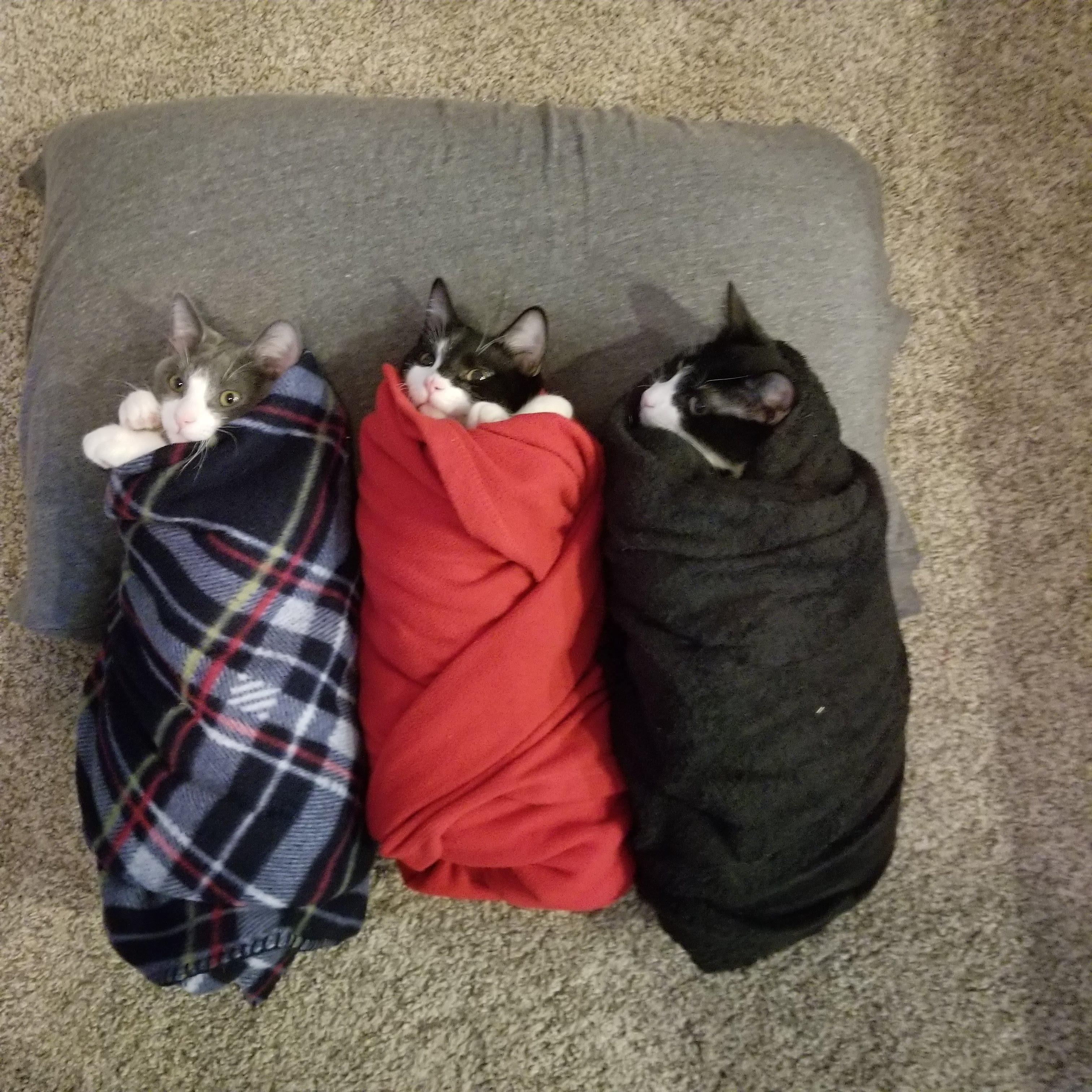 triplets | Scrolller