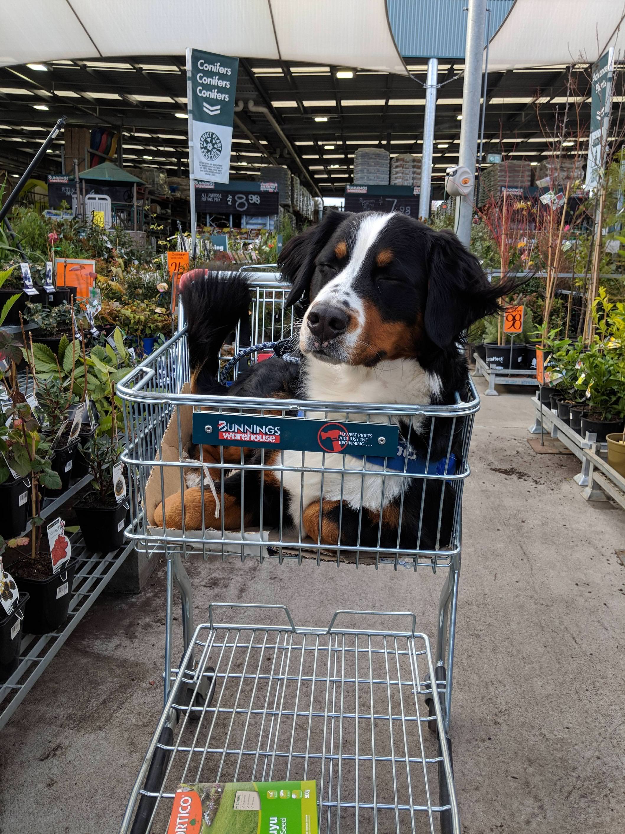 Push me around in my chariot, peasants. | Scrolller