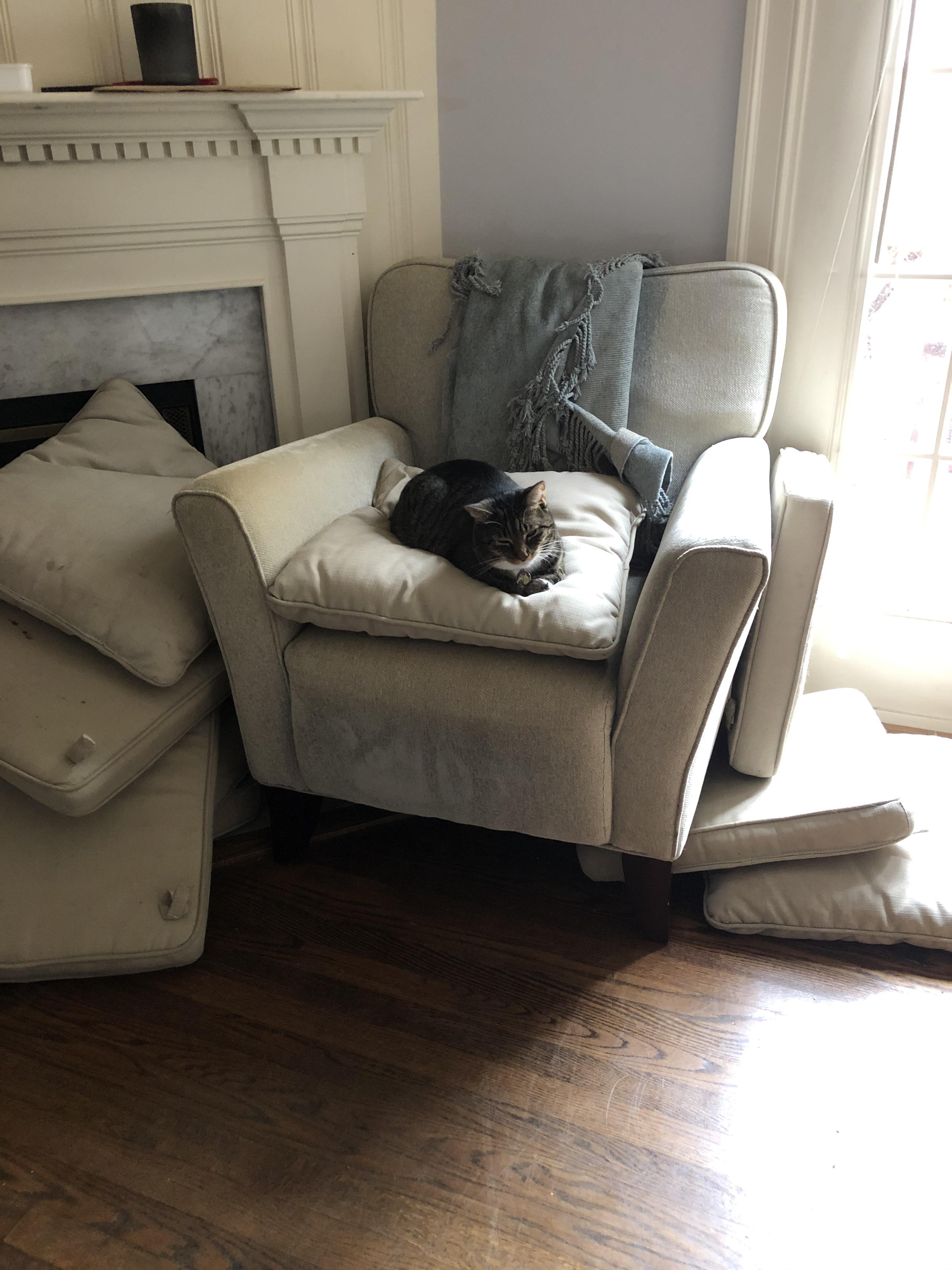 Queen Loaf lounging on her throne | Scrolller