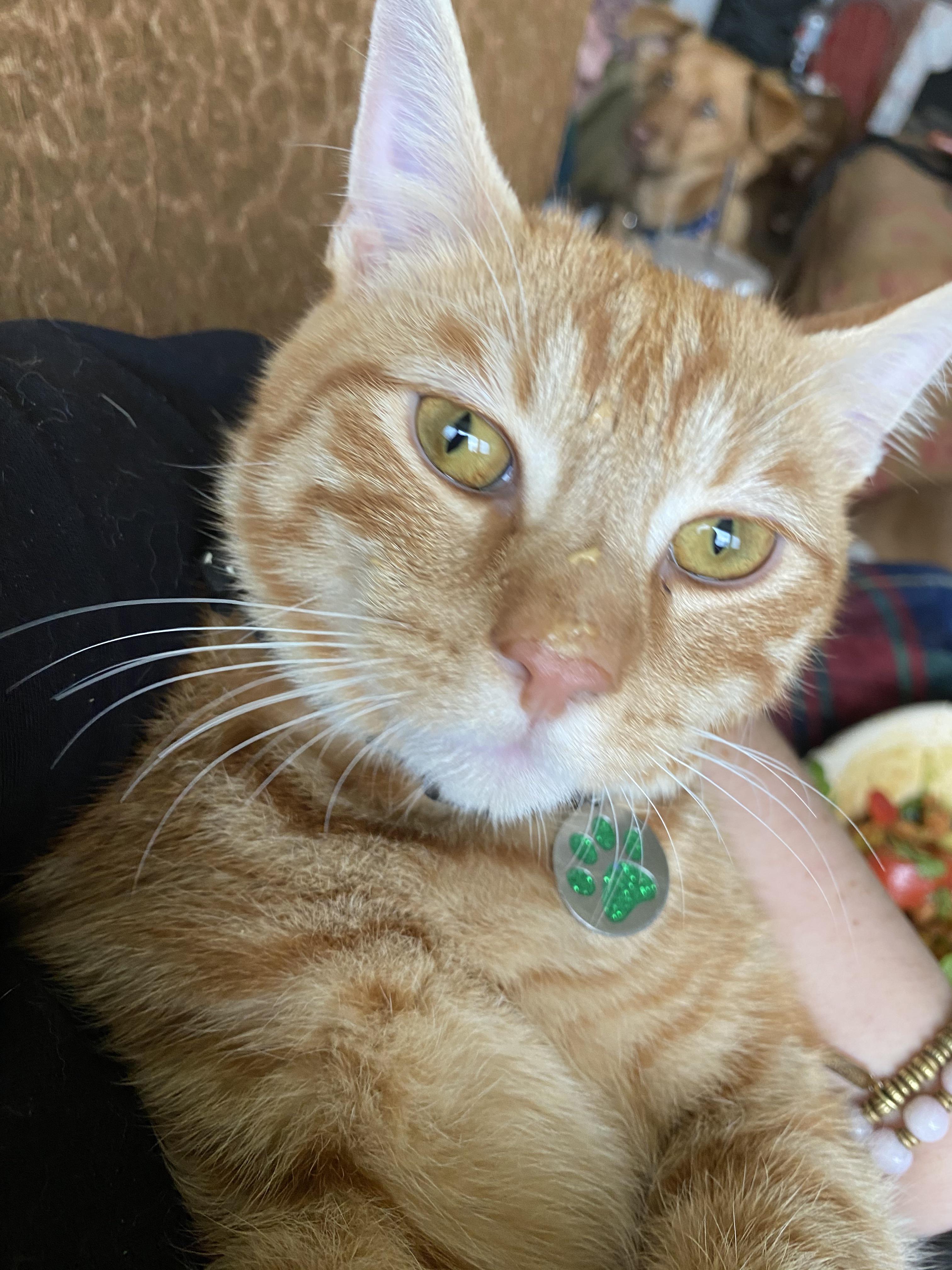 Queso Face-o | Scrolller