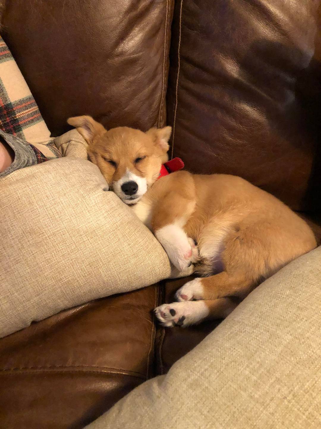 Quick nap, destroy house, pee-poo, repeat | Scrolller