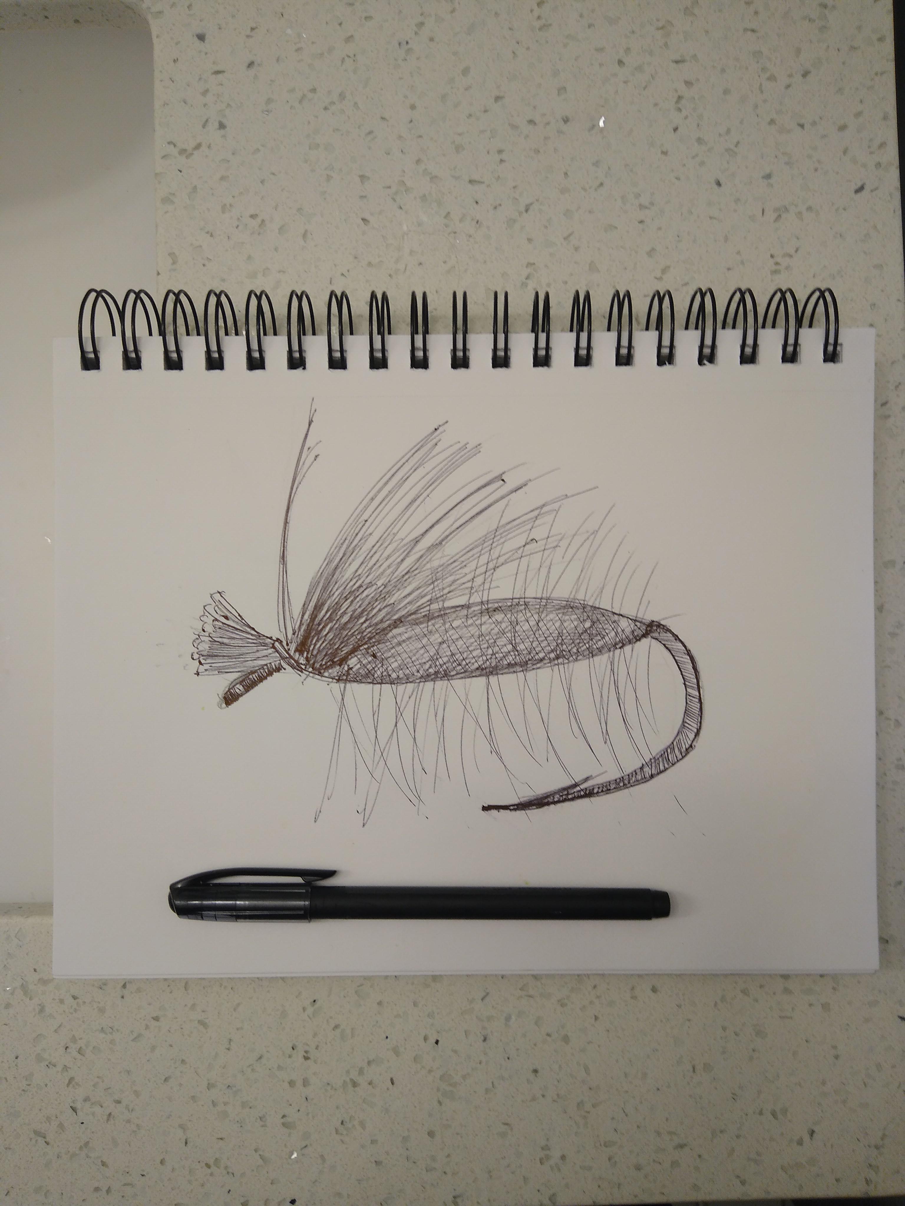 Quick sketch of an Elk Hair Caddis for #flyfishing | Scrolller