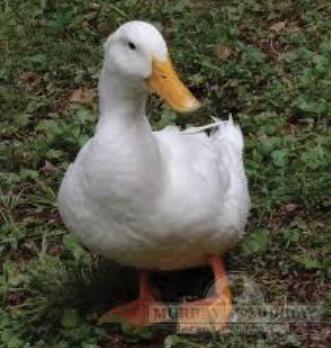 r/DucksOvertaking | Scrolller