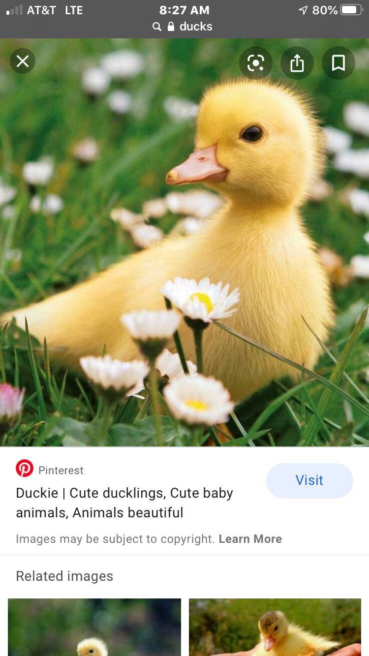 R/ducksovertaking | Scrolller