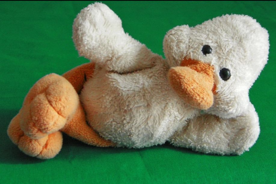 r/ducksovertaking | Scrolller