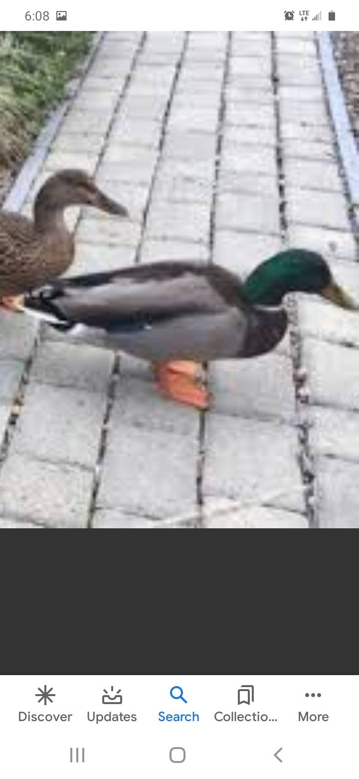 R/ducksovertaking | Scrolller