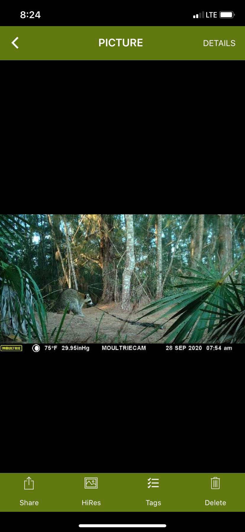 Raccoon dragging a dead iguana - south Florida | Scrolller