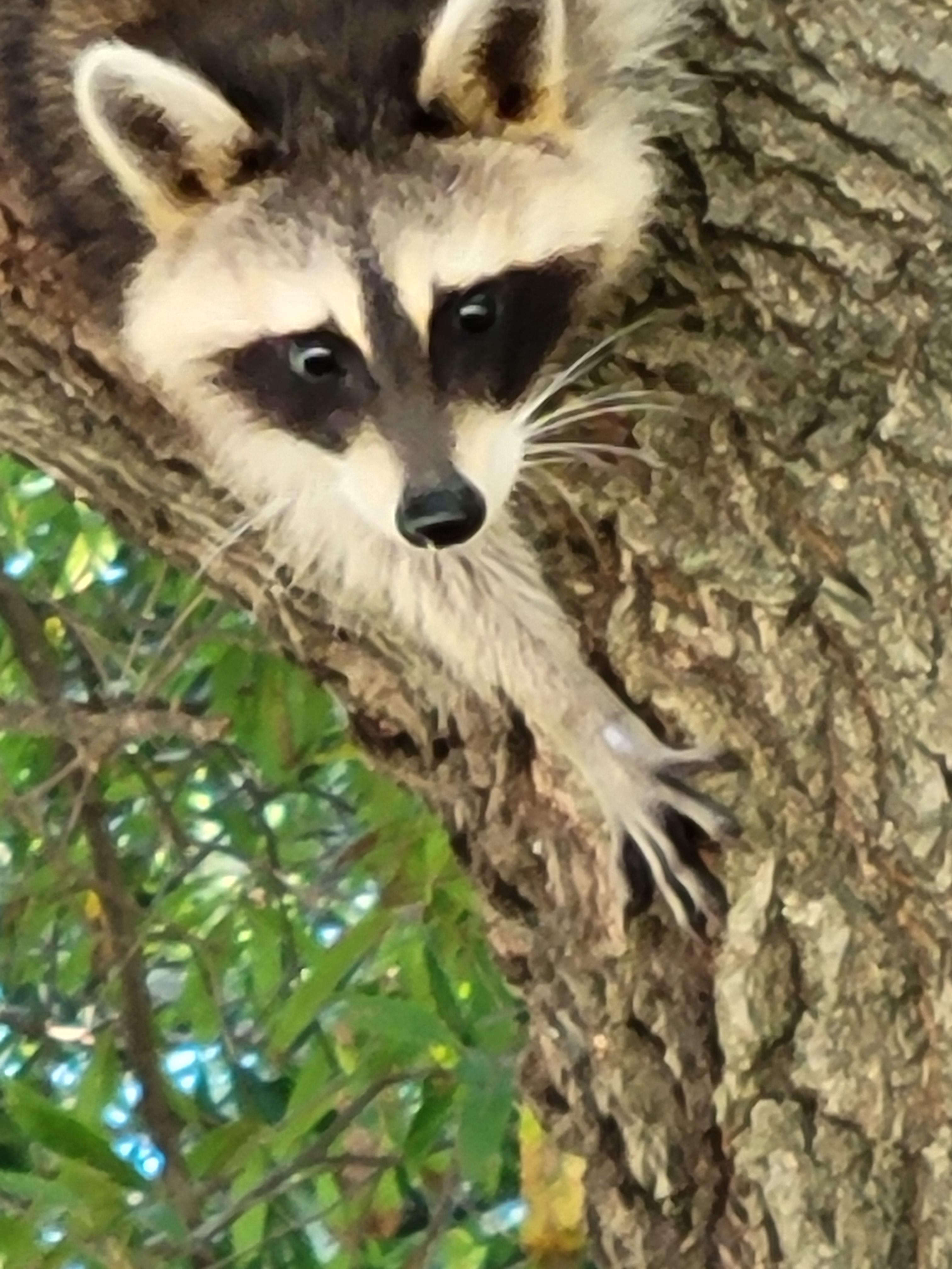 Raccoon rule | Scrolller