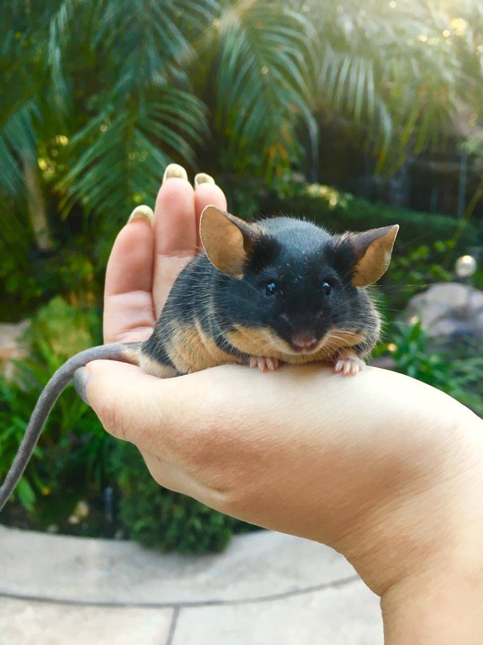 Radio! My black and tan show mouse. | Scrolller