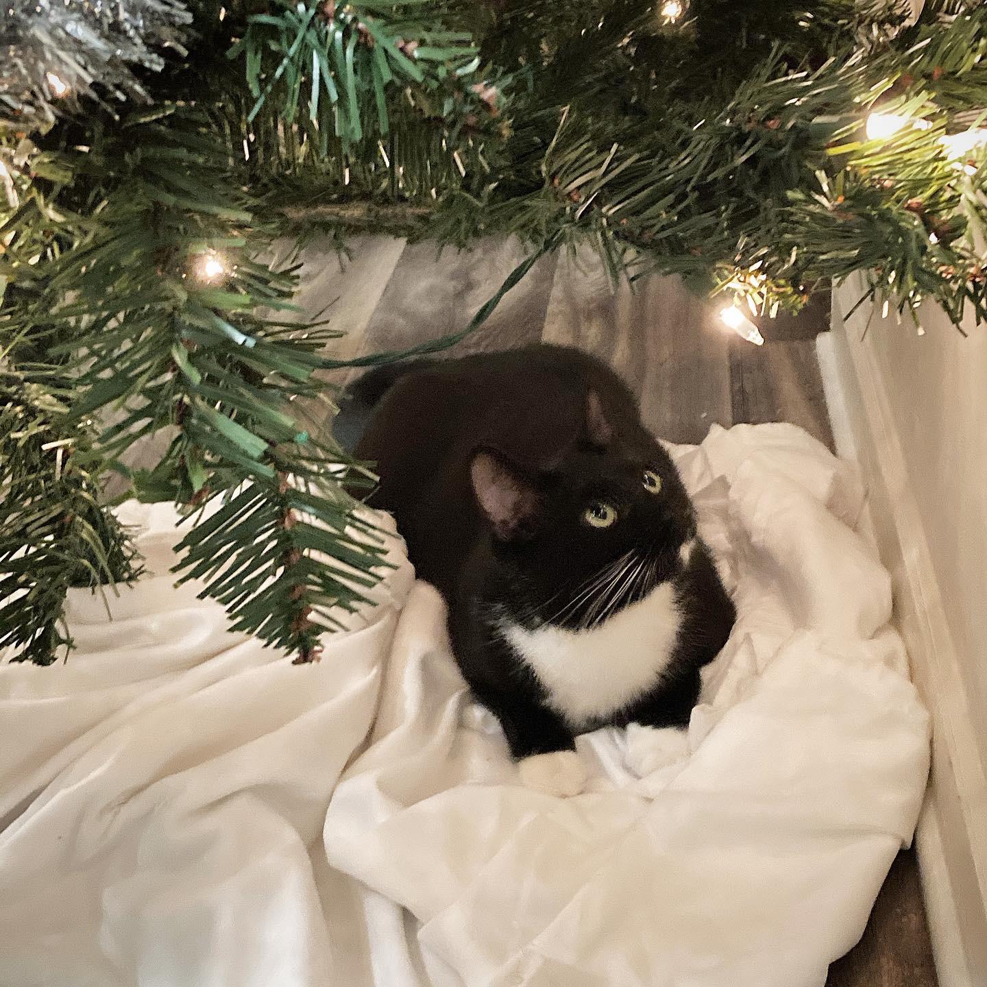 Rain’s first Christmas - she can’t stop staring at the tree and thinks ...