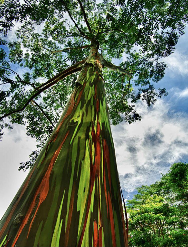 Rainbow Eucalyptus In Kauai, Hawaii | Scrolller