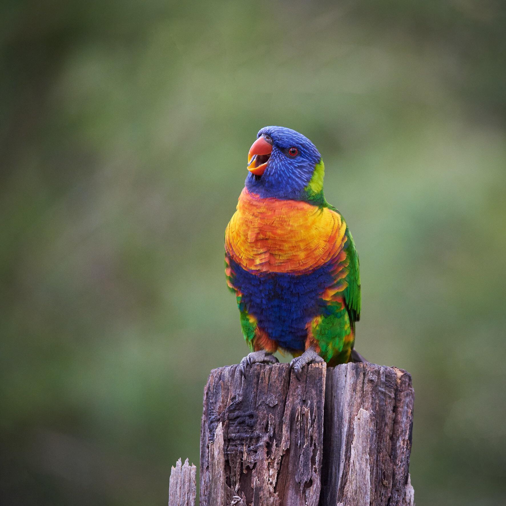 Rainbow Lorikeet, Victoria - Australia | Scrolller