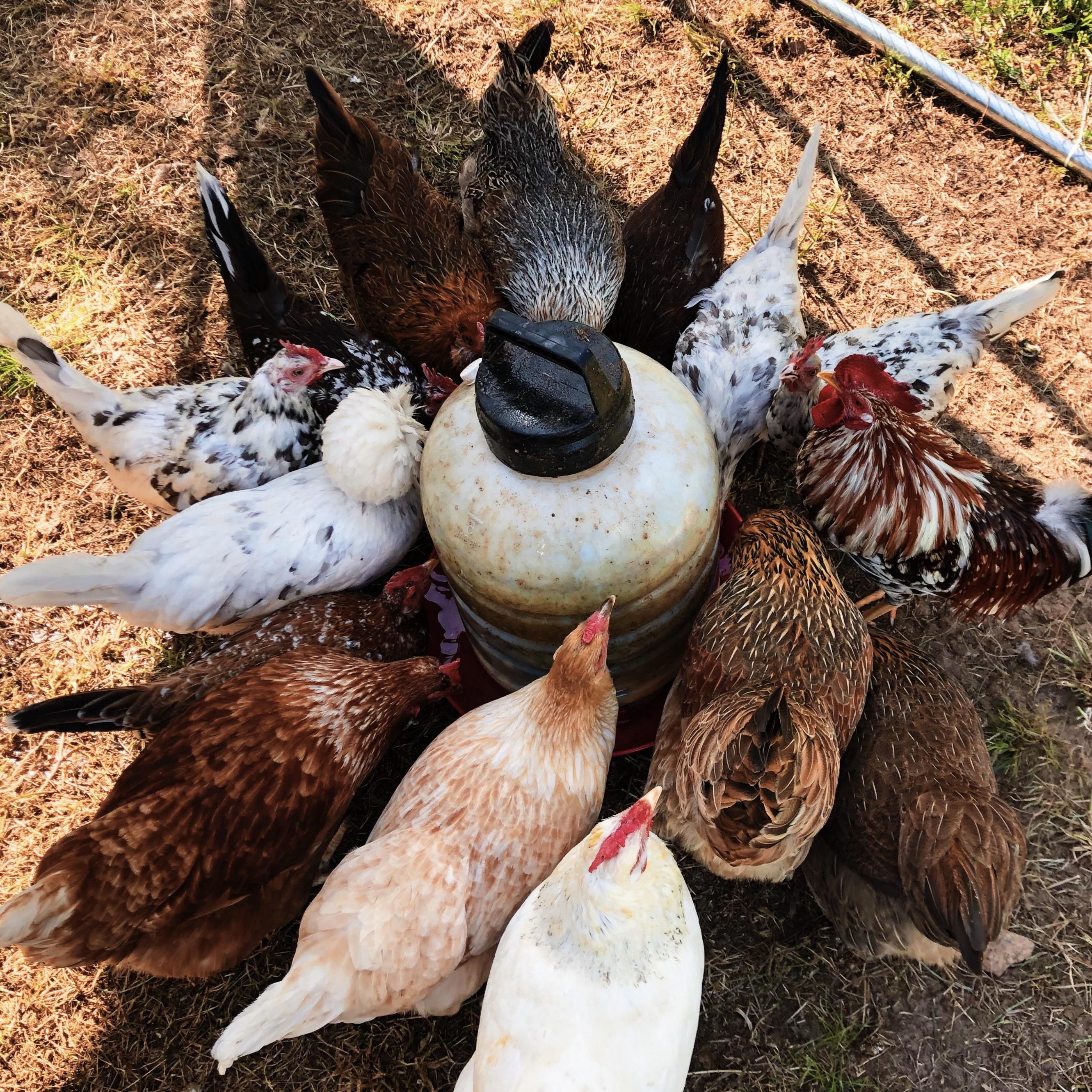 rainbow of feathers | Scrolller