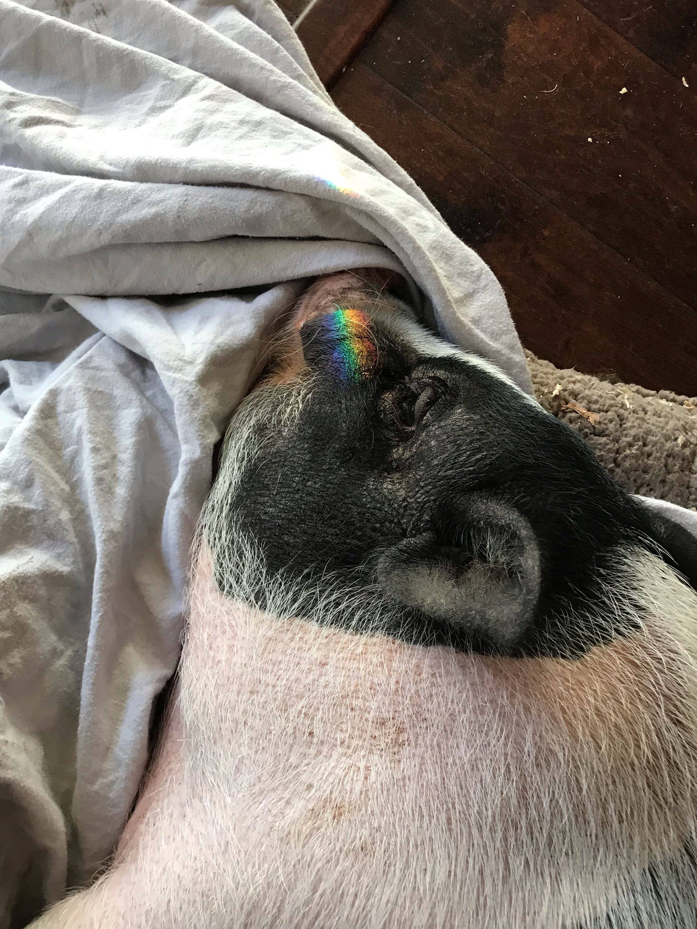 Rainbow pig | Scrolller