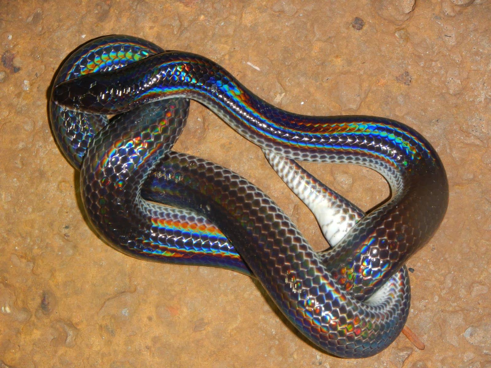 Rainbow snek | Scrolller