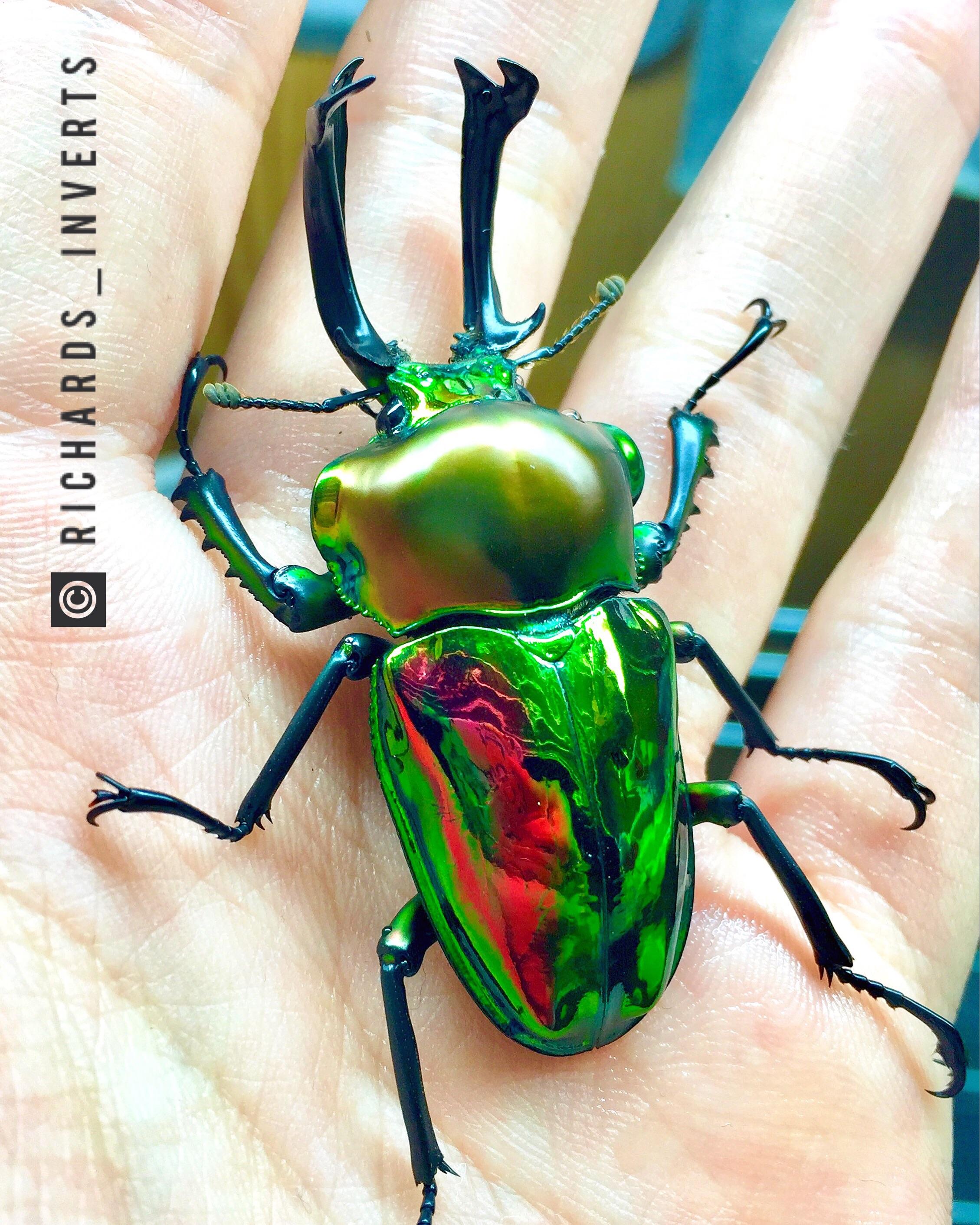Rainbow Stag Beetle 😊 | Scrolller