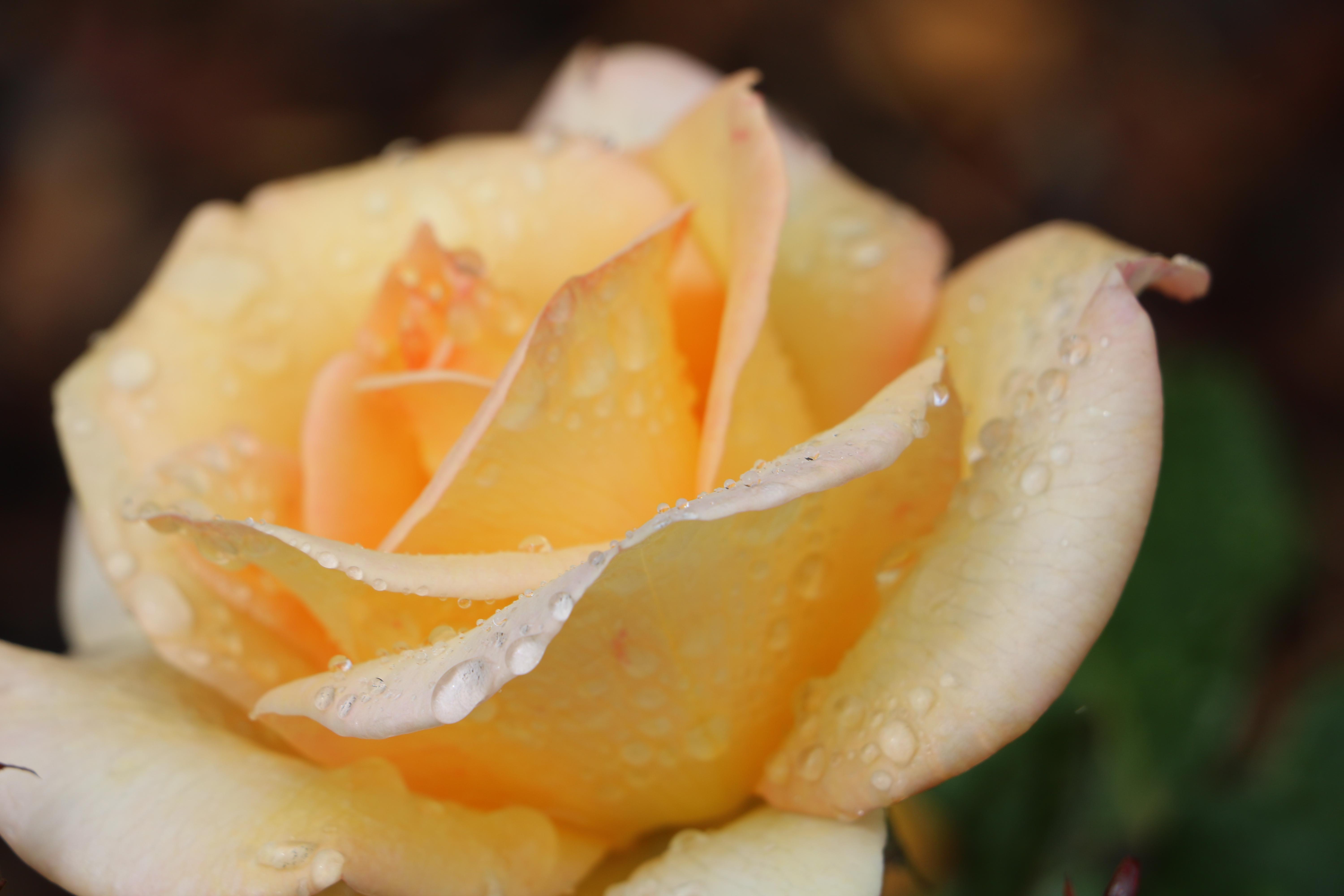 Raindrops on roses ♡ | Scrolller