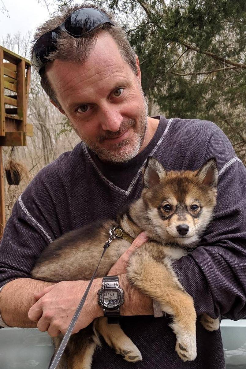 Ralph, my new Pomsky puppy. | Scrolller