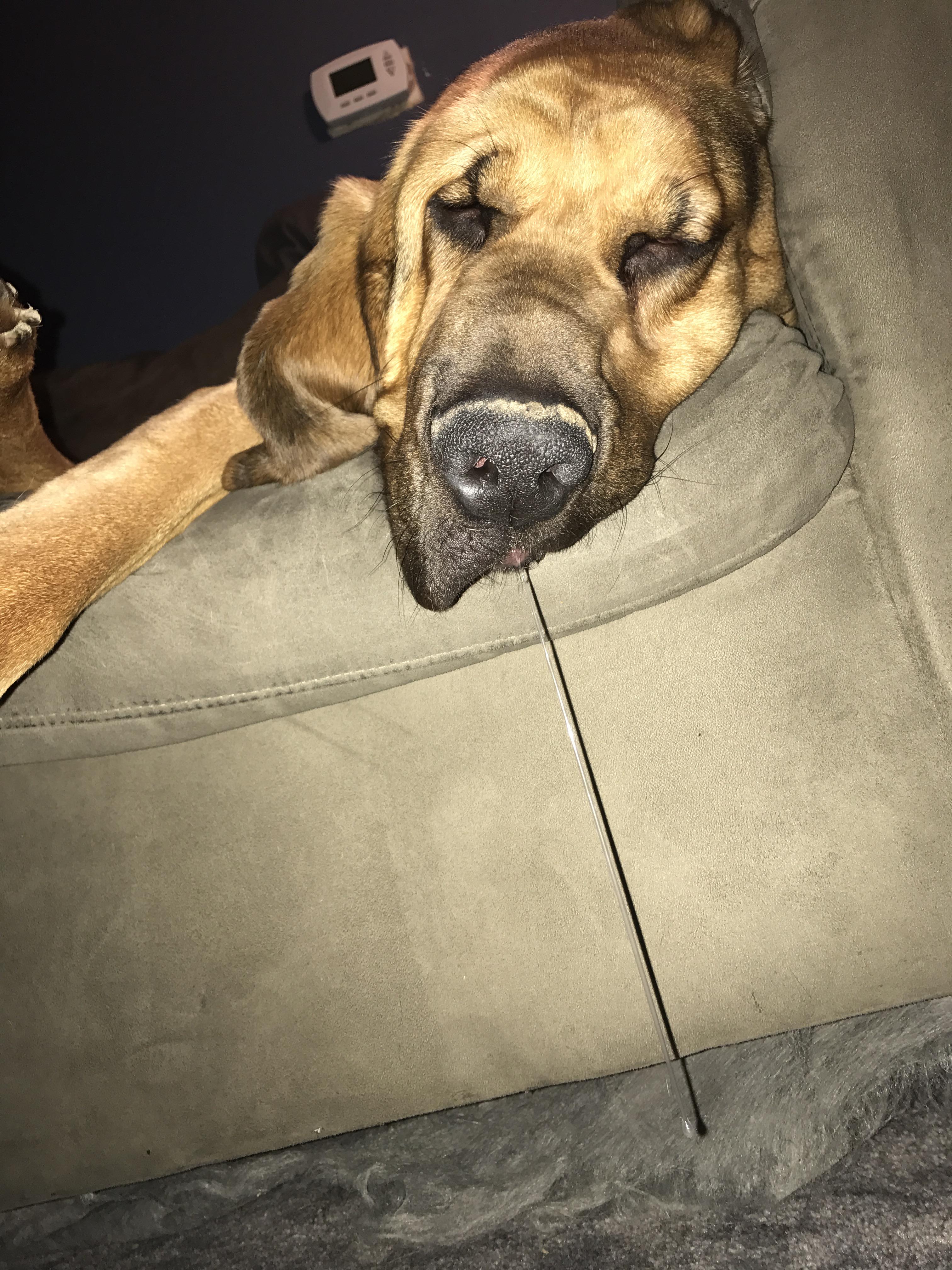 Ralph taking a snooze. | Scrolller