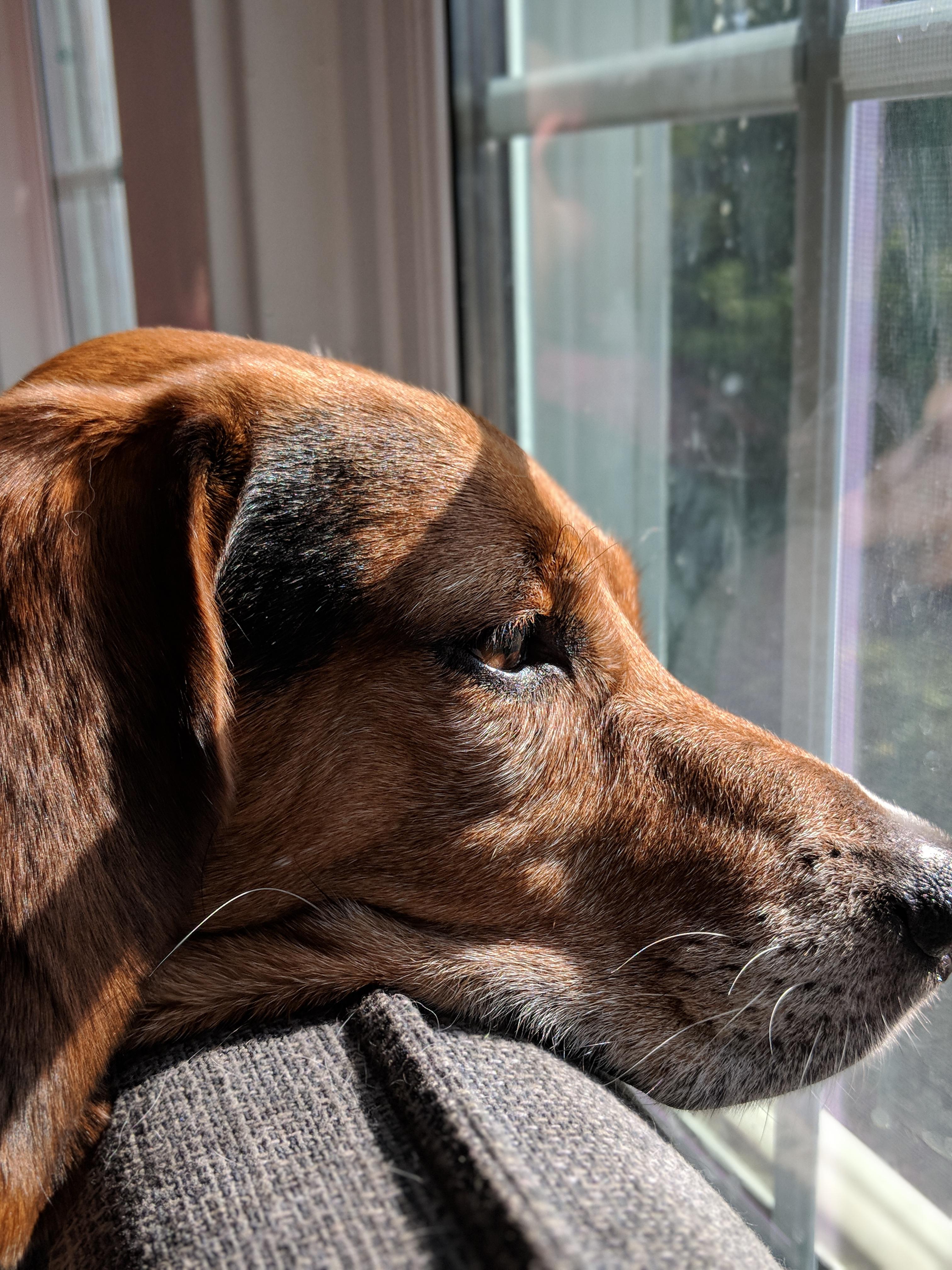 Ralphie's Favorite "Dog TV" Channel | Scrolller