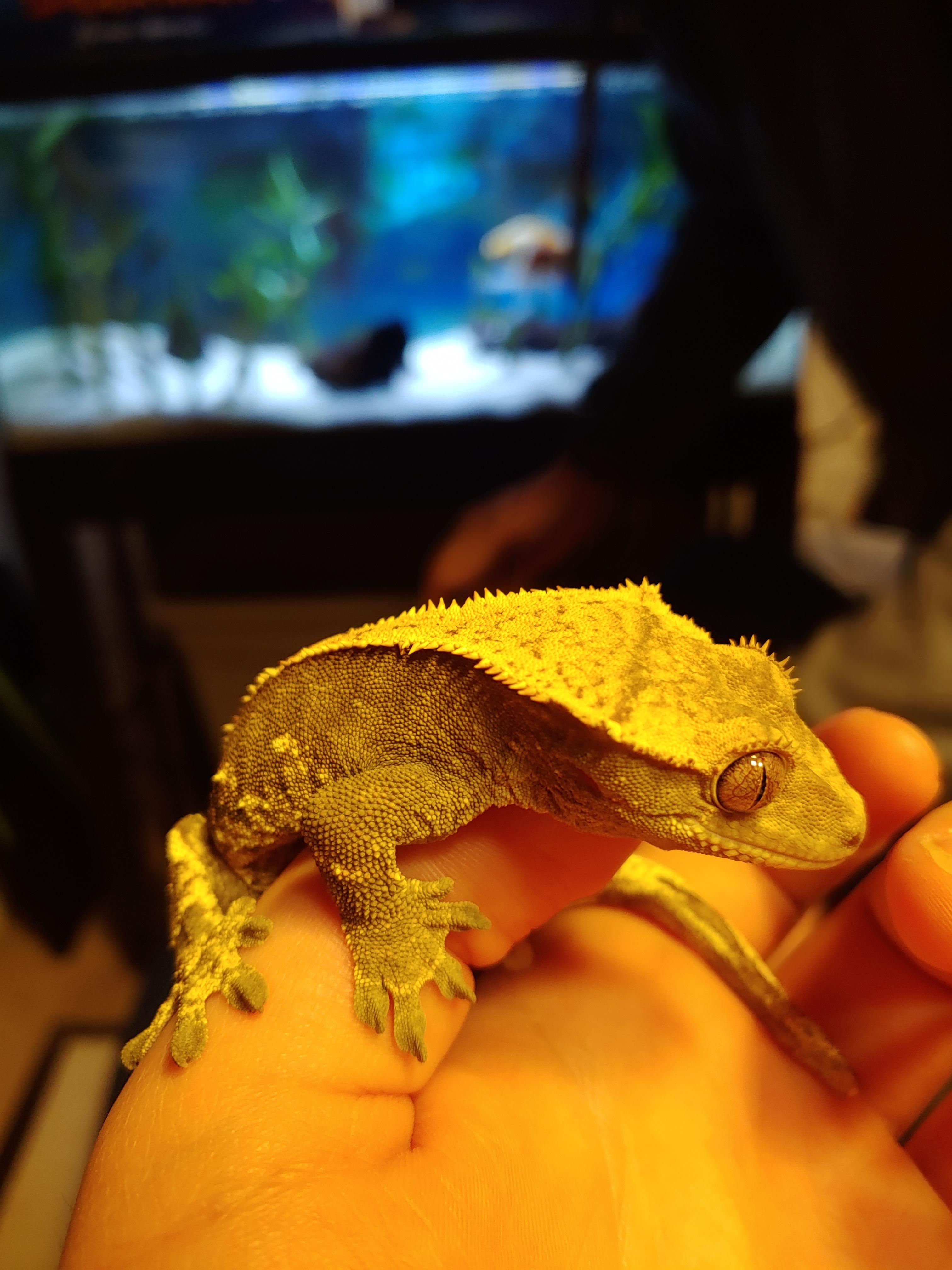 Randy the crested gecko | Scrolller
