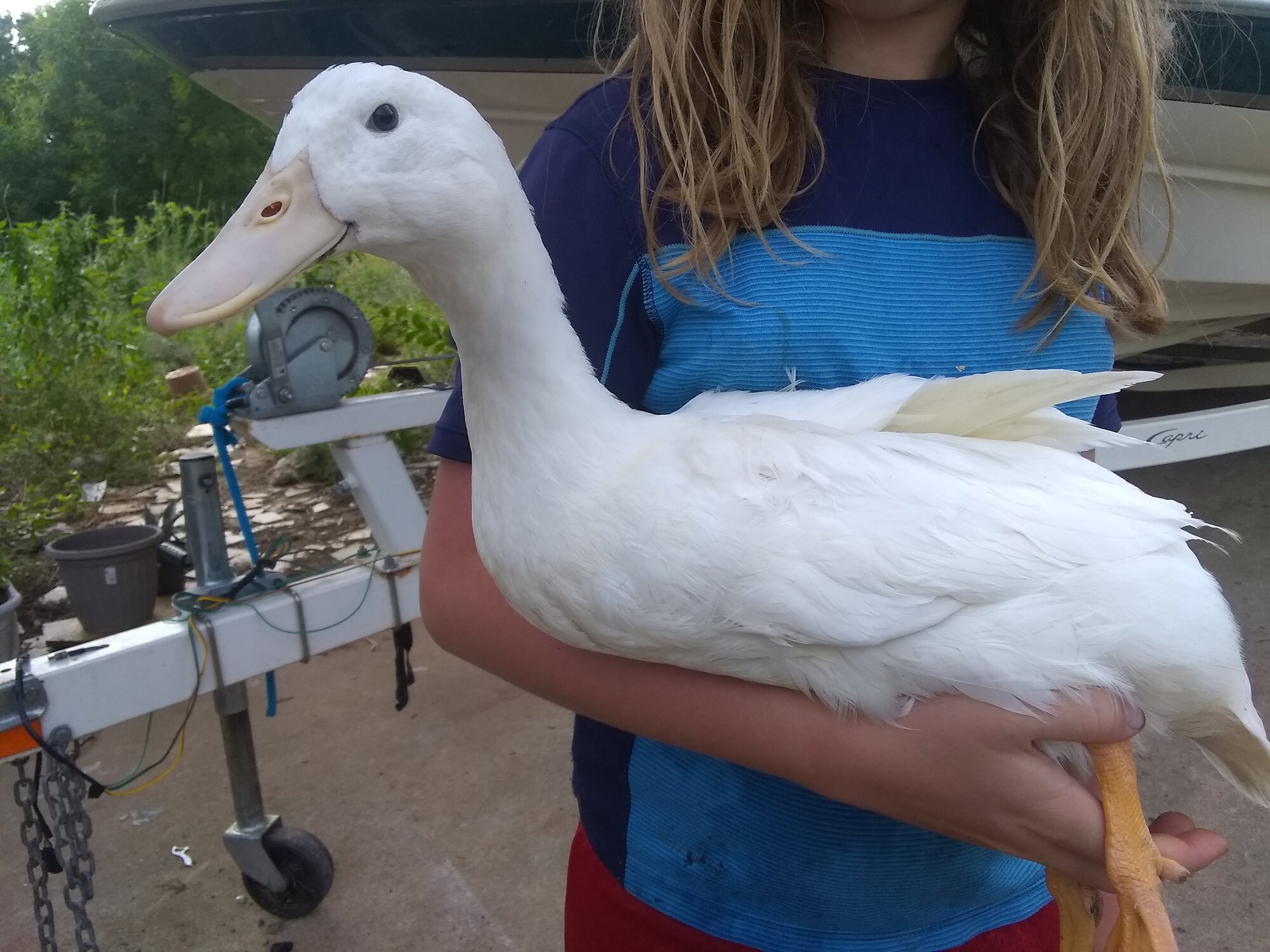 Rare white or albino swedish duck | Scrolller