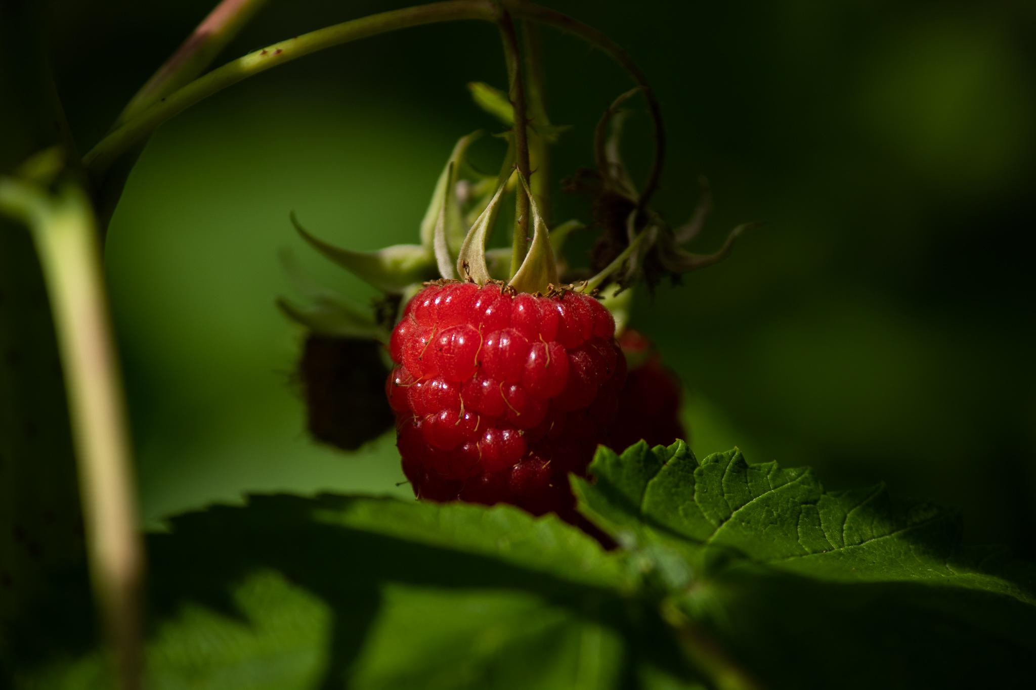 Raspberry | Scrolller
