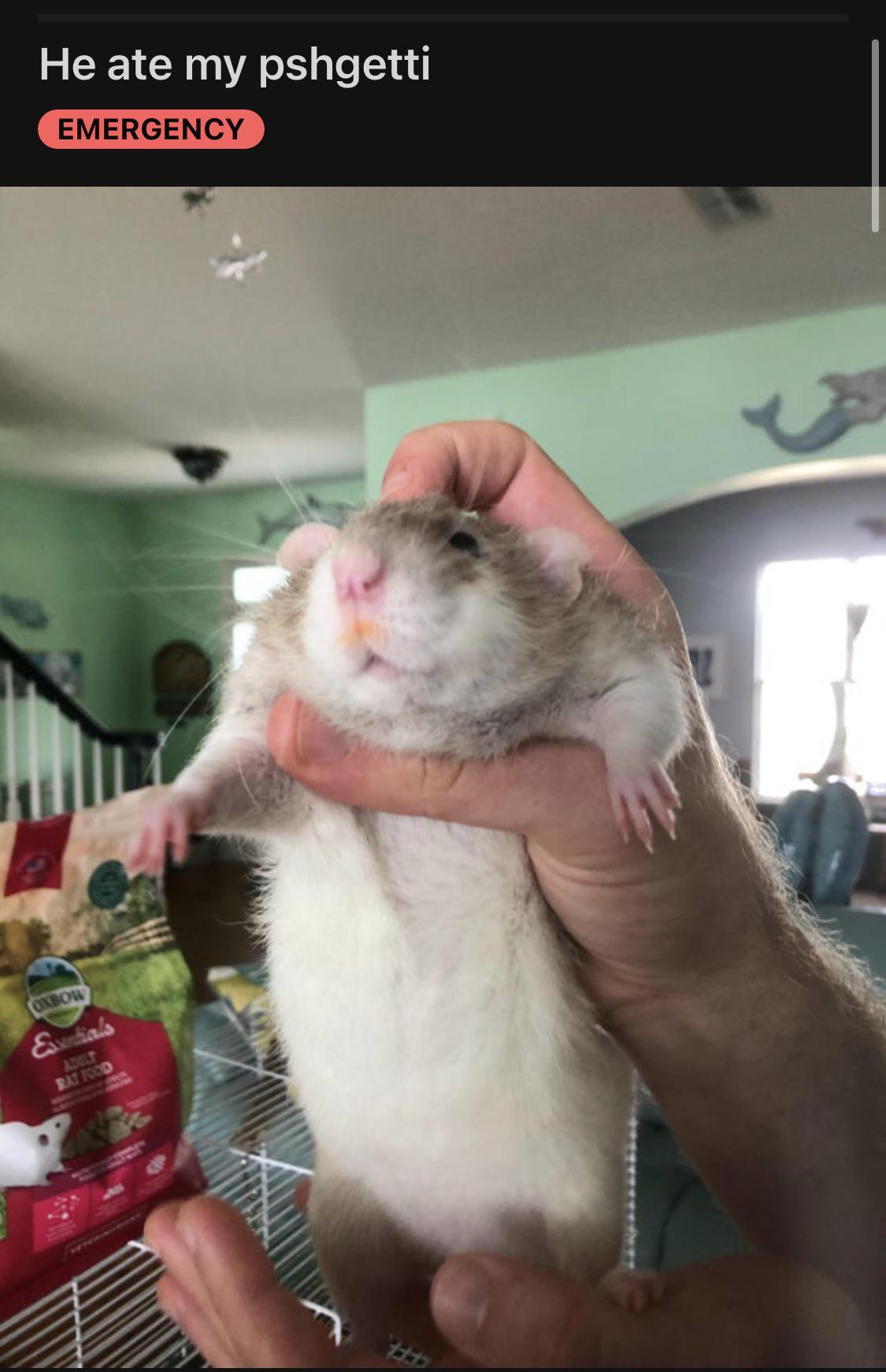 Rat rule | Scrolller