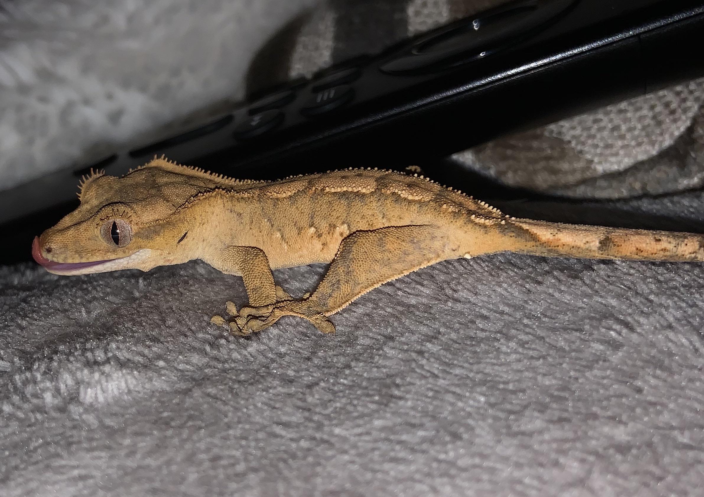 Rate my geck plz be kind he’s self conscious | Scrolller