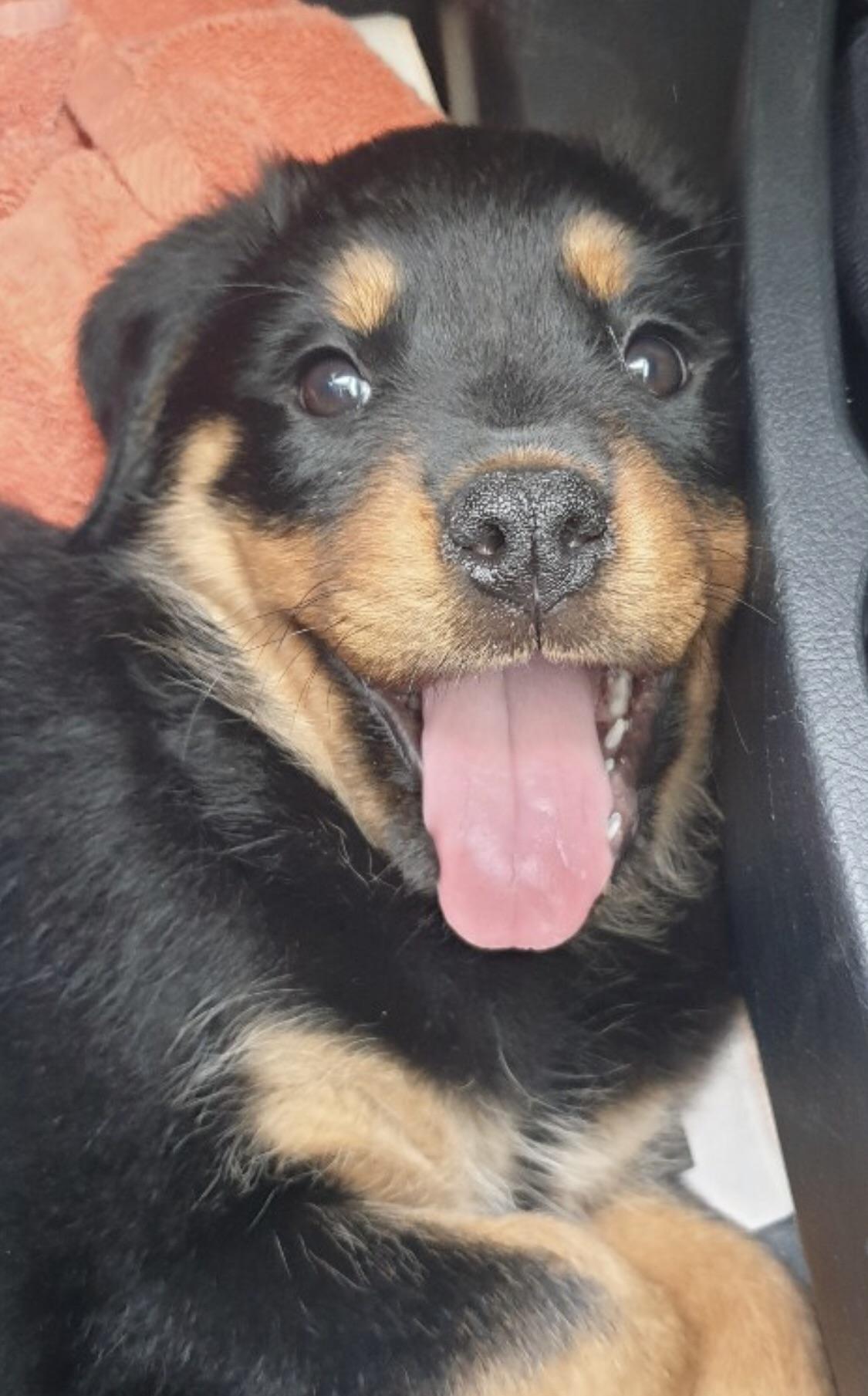Rate my happy little pup Nova | Scrolller