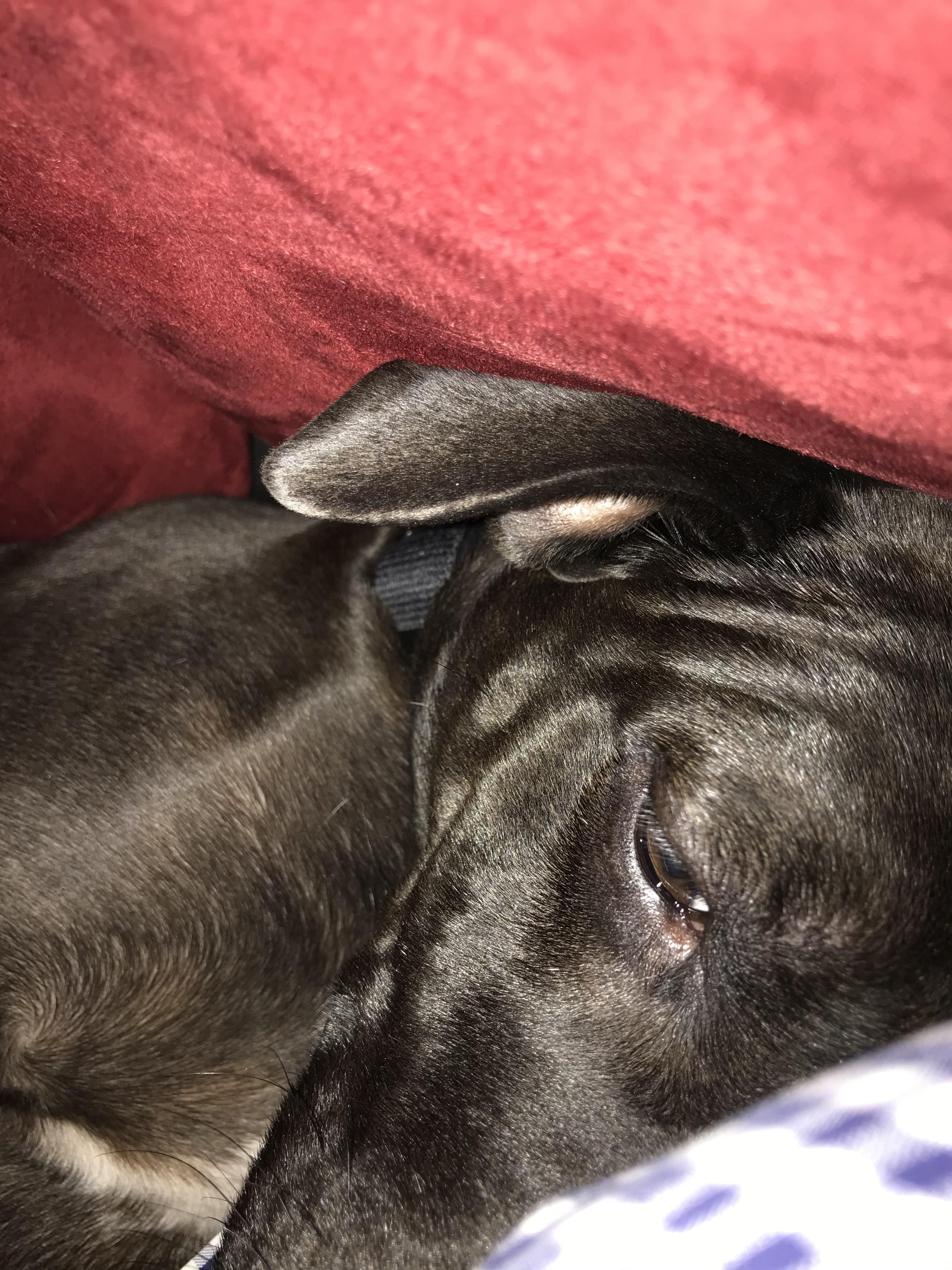 Rate my pup Izzy | Scrolller