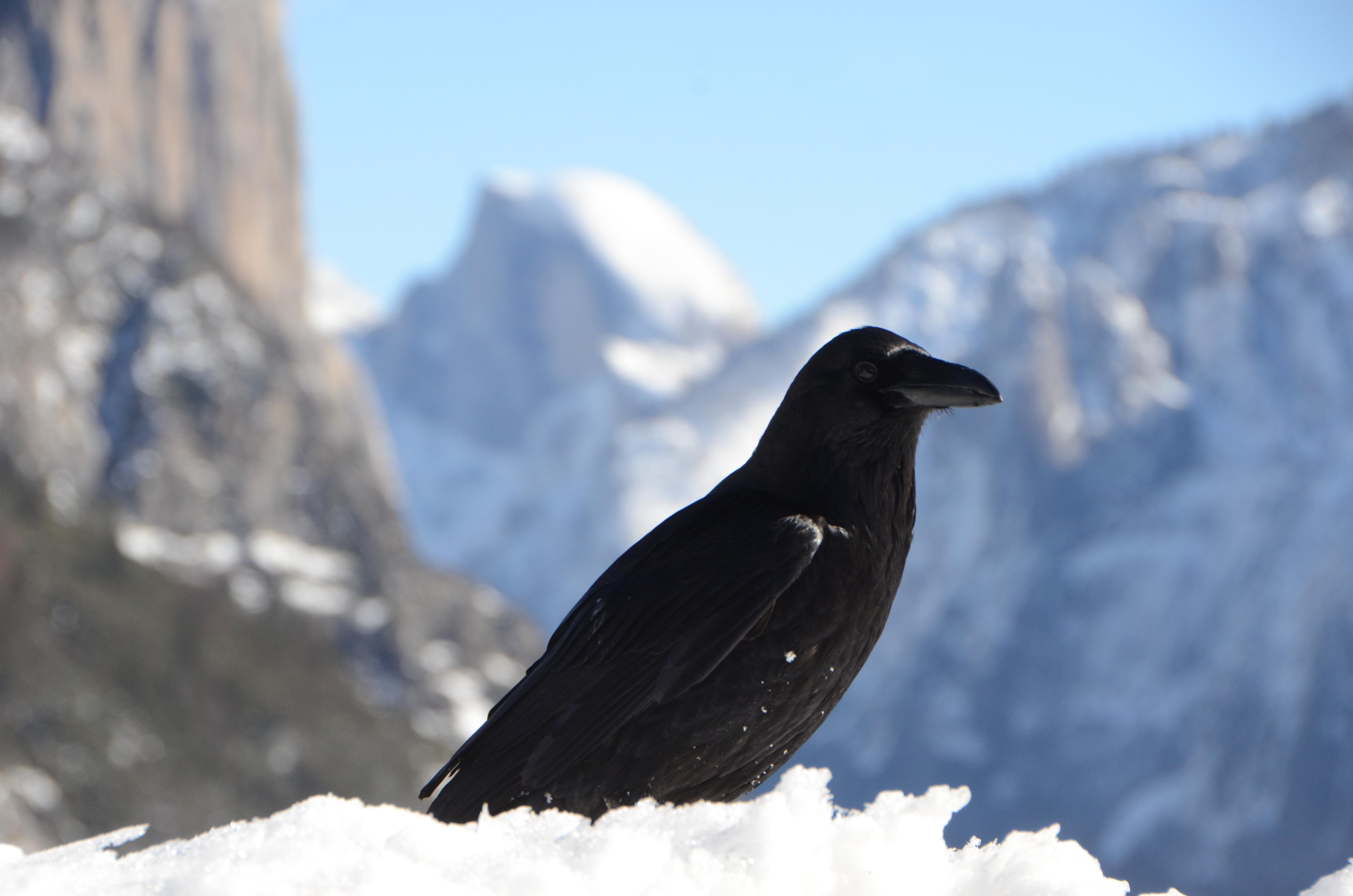 Raven + Half Dome | Scrolller
