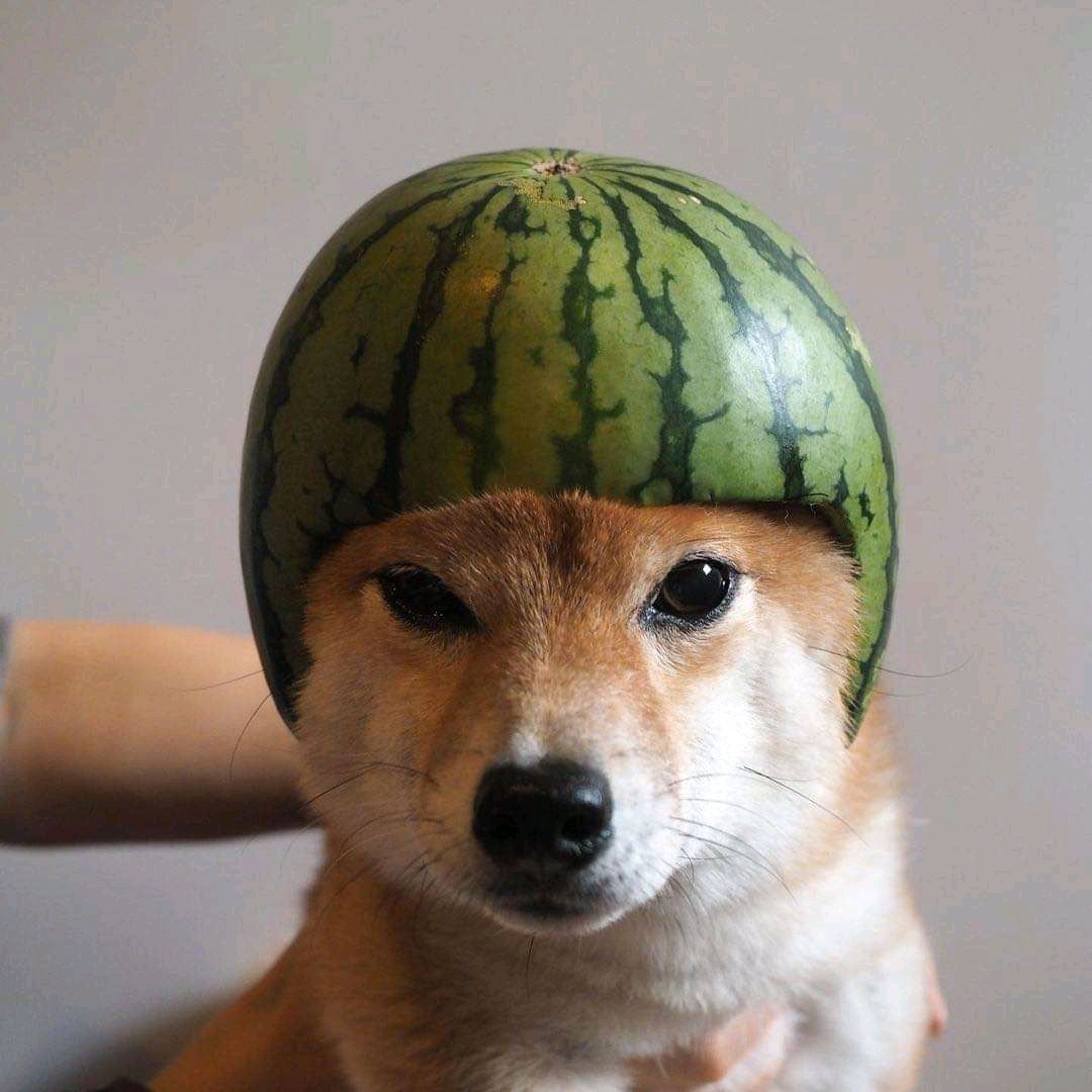 Ready for battle | Scrolller