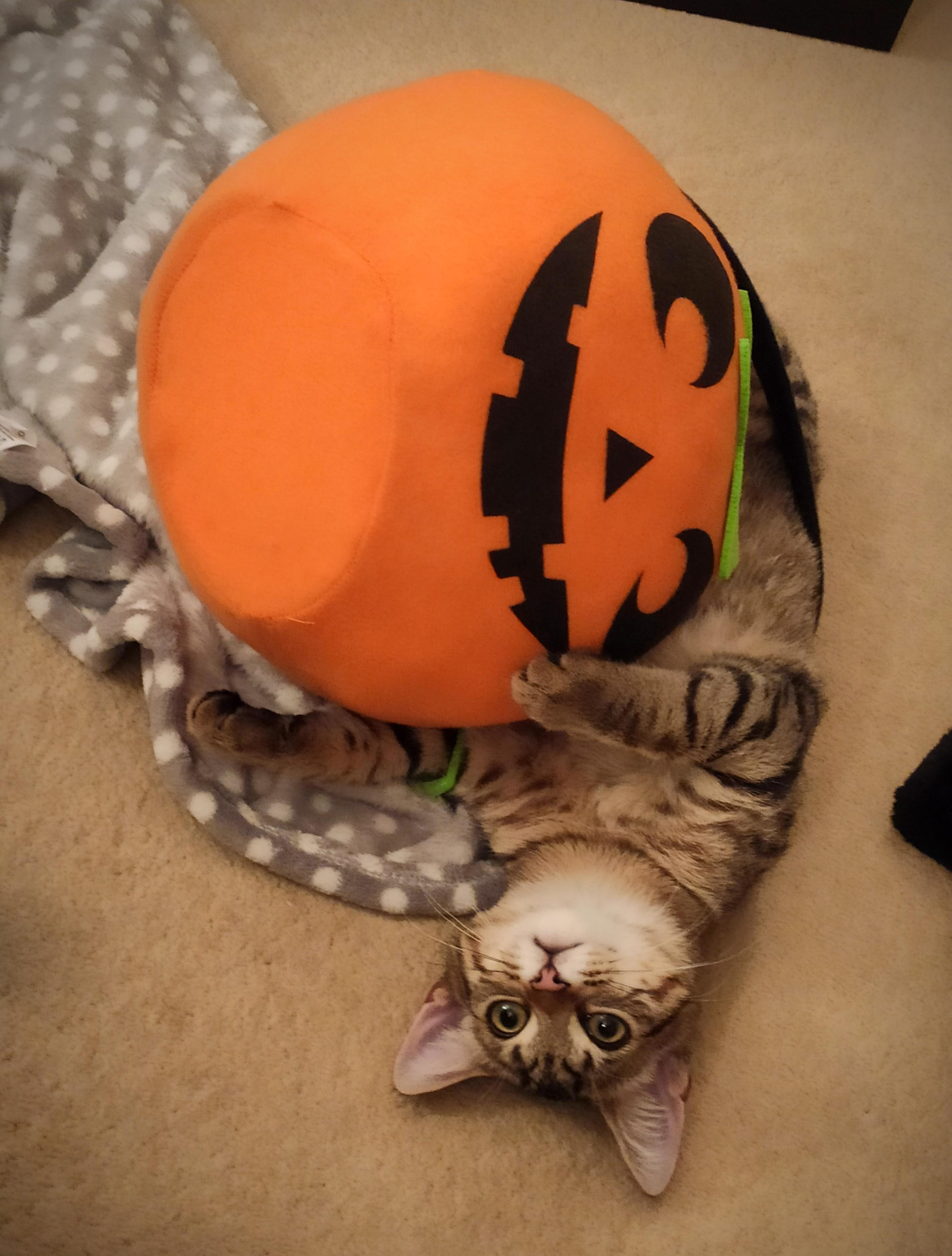 Ready for Trick or Treating! 🐾👻🎃🐱 | Scrolller
