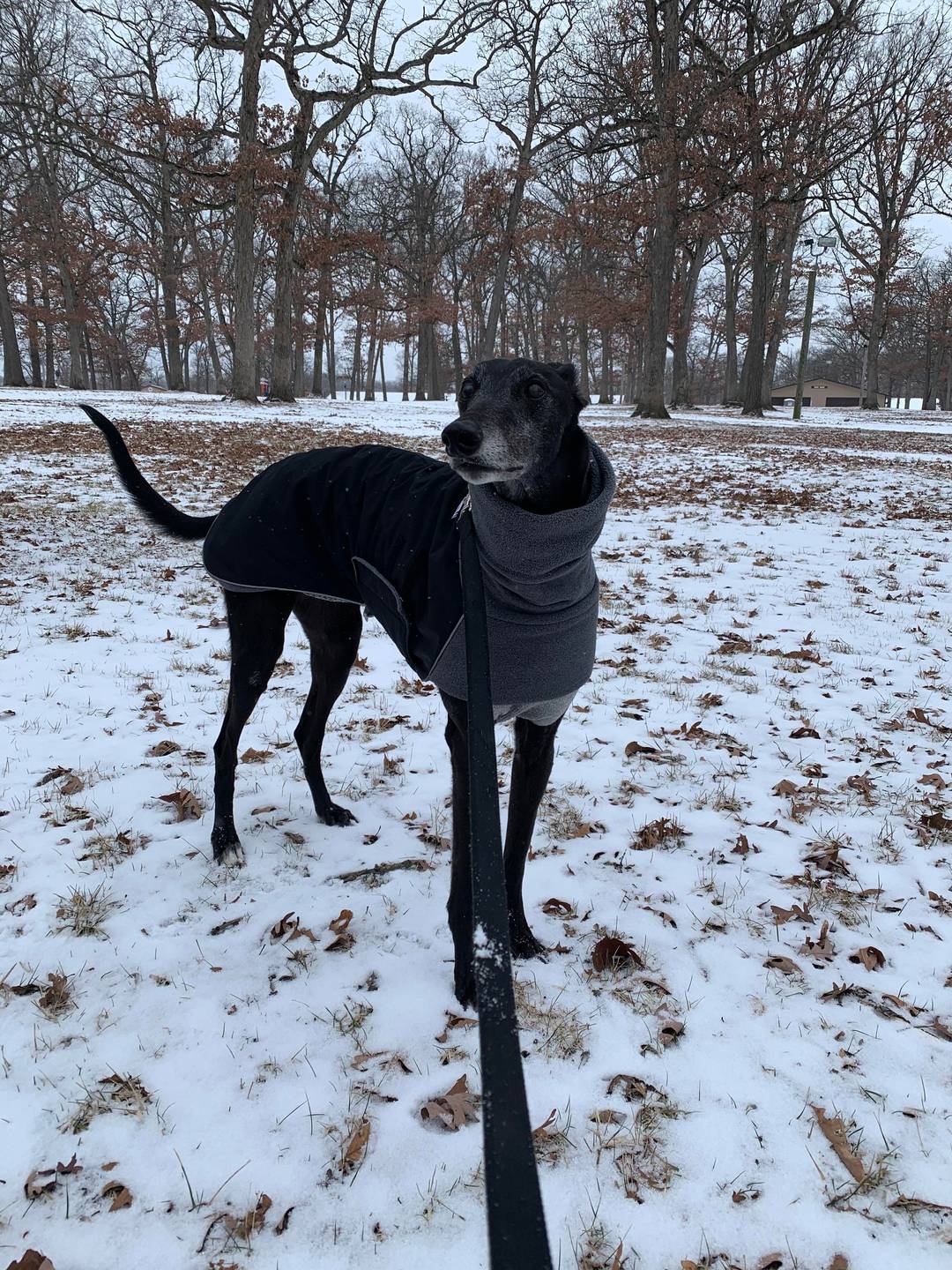 Ready to brave the winter storms headed for Chicago 🦁 | Scrolller