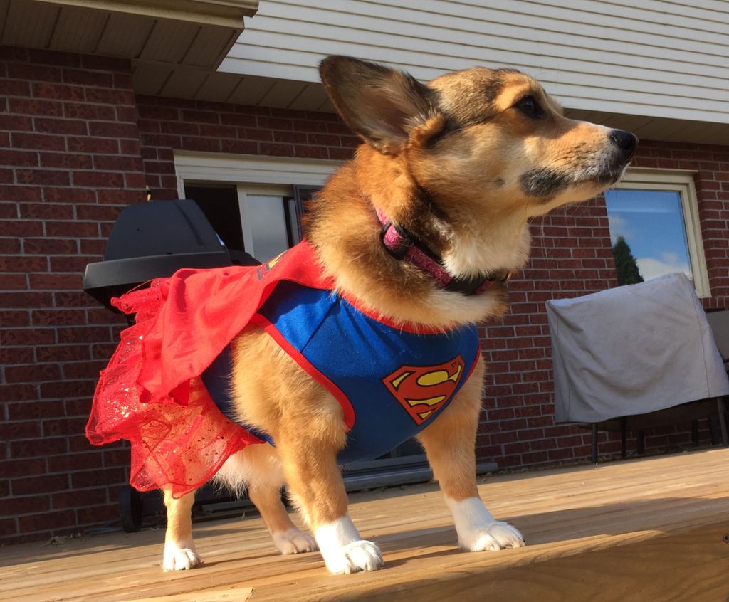 Ready to fight crime (and also squirrels). | Scrolller