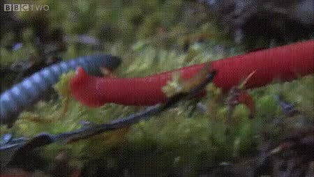 [real] [nature] Leech Eating Worm [just trust me on this one] | Scrolller